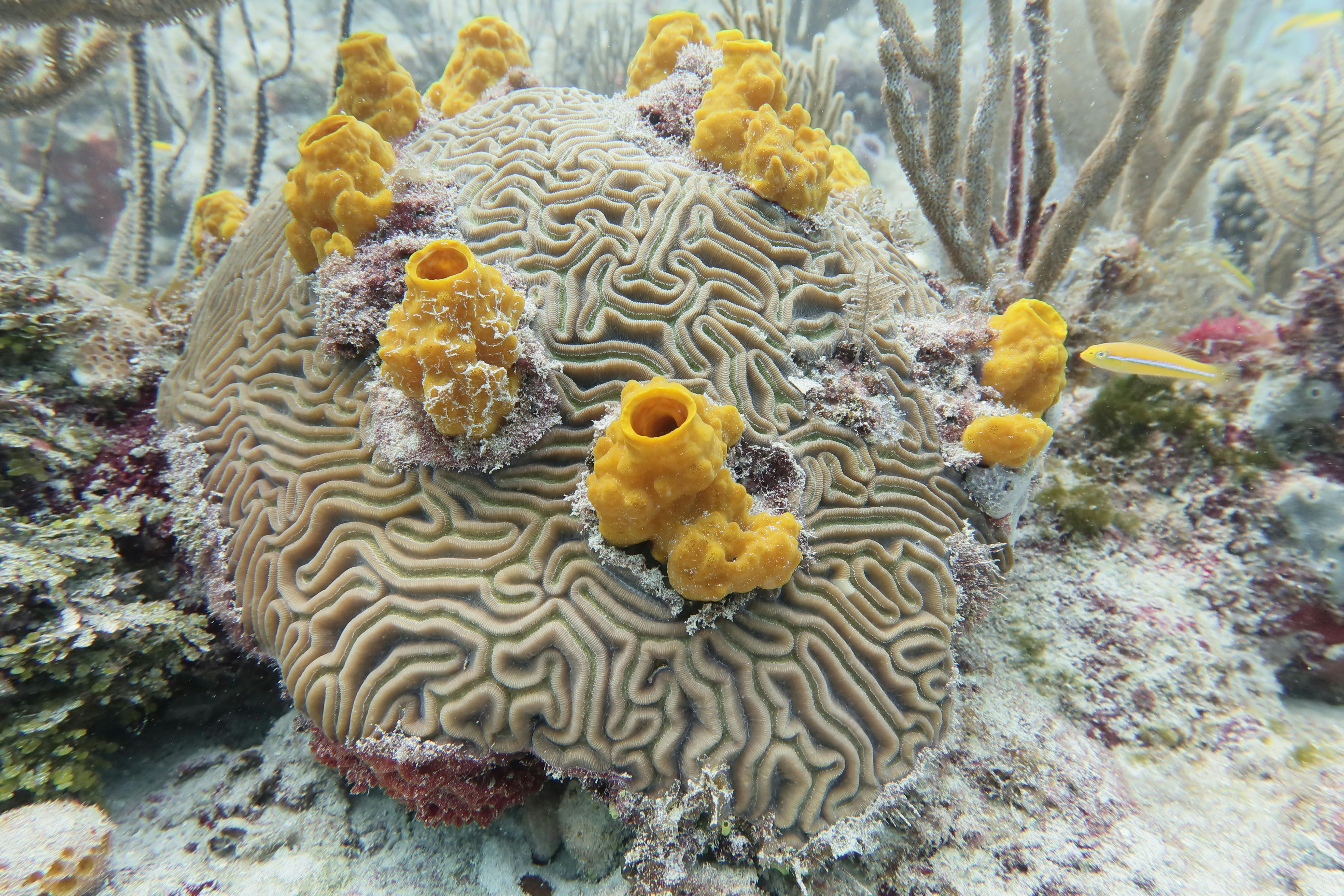 Vibrant Brain Coral with Yellow Sponges Underwater · Free Stock Photo