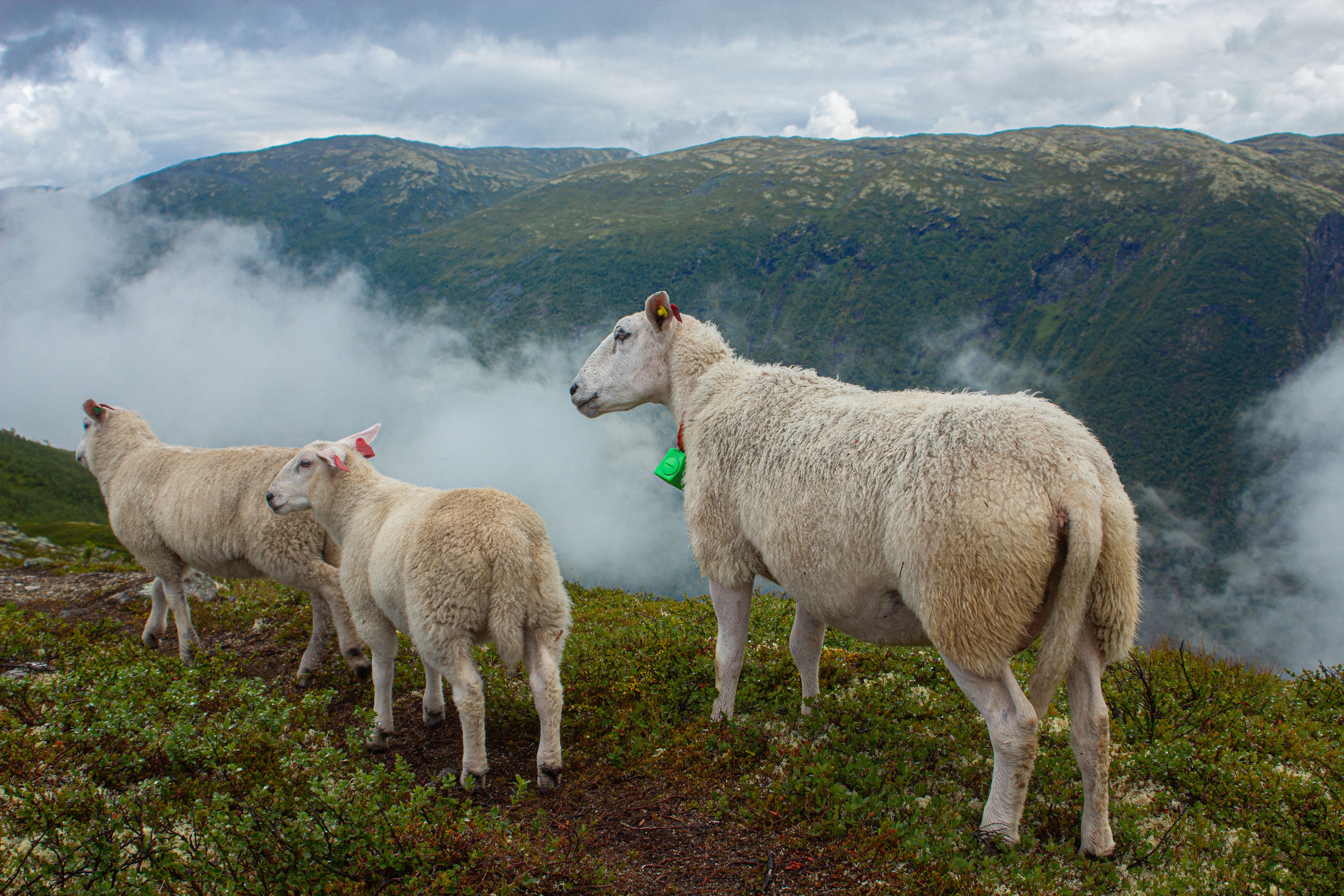 Sheep Grazing in Misty Norwegian Mountainscape · Free Stock Photo