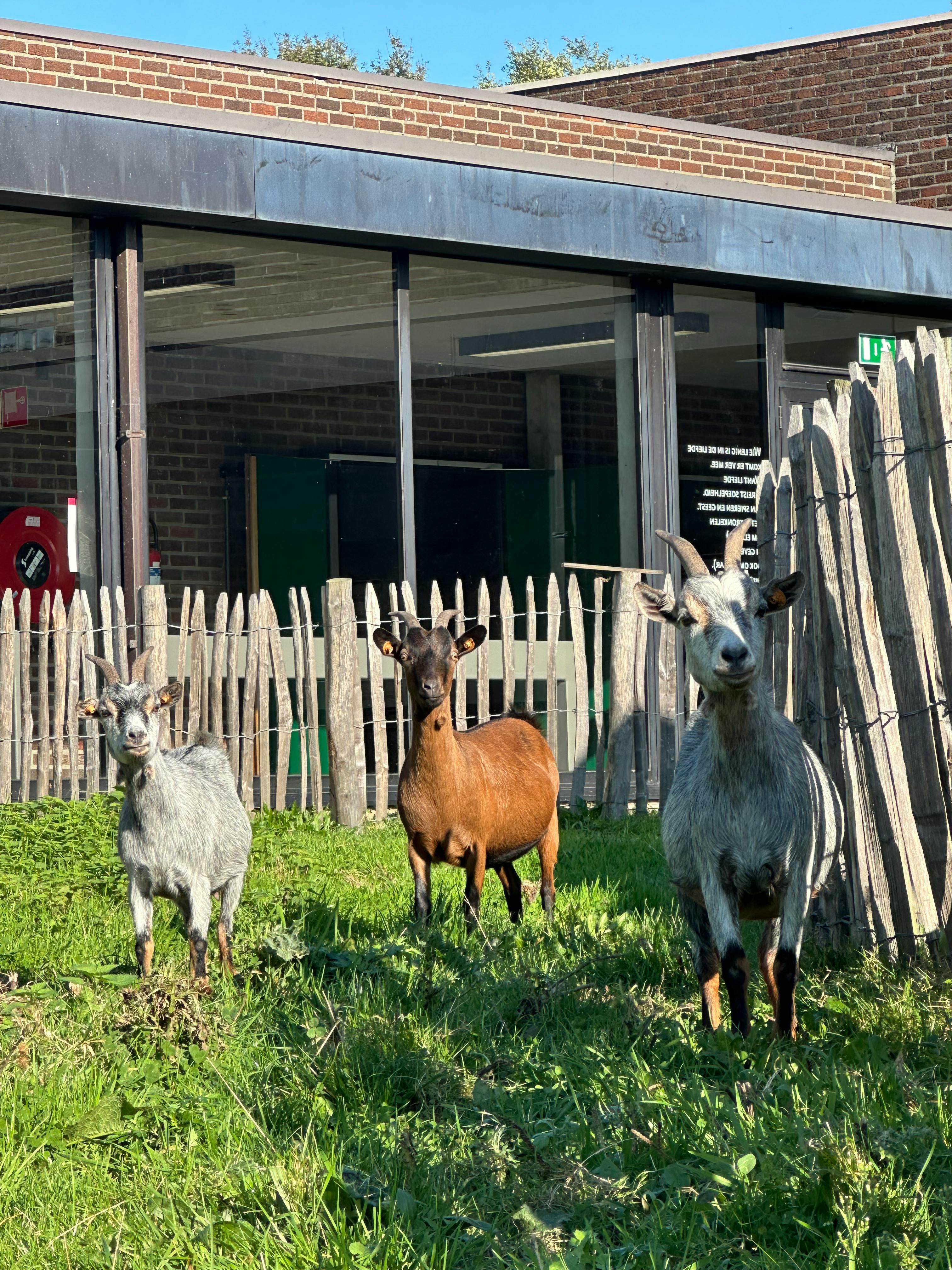 Trois Chèvres Paissent à L'extérieur D'une Clôture Rustique · Photo ...