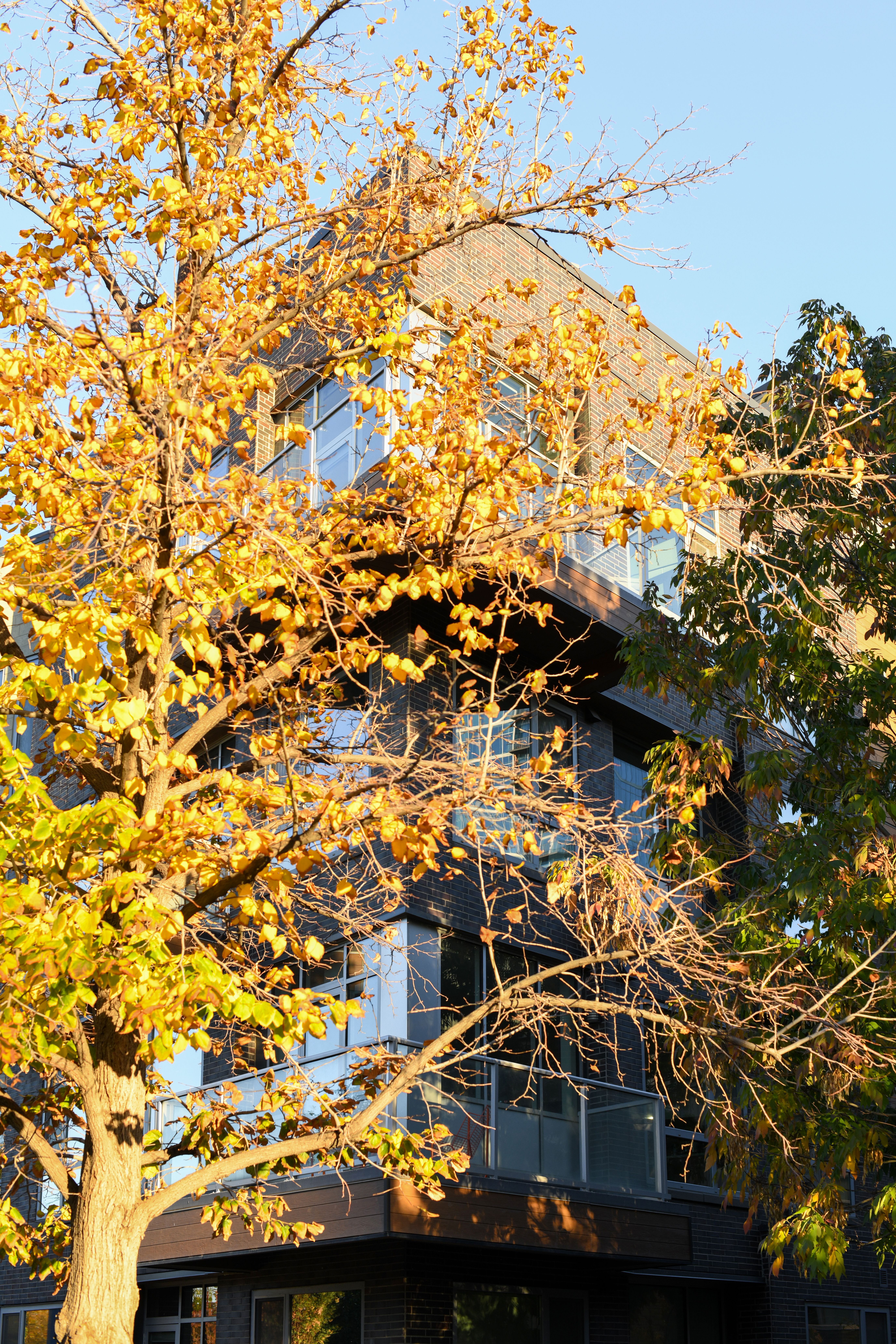 Modern Brick Building with Autumn Foliage · Free Stock Photo
