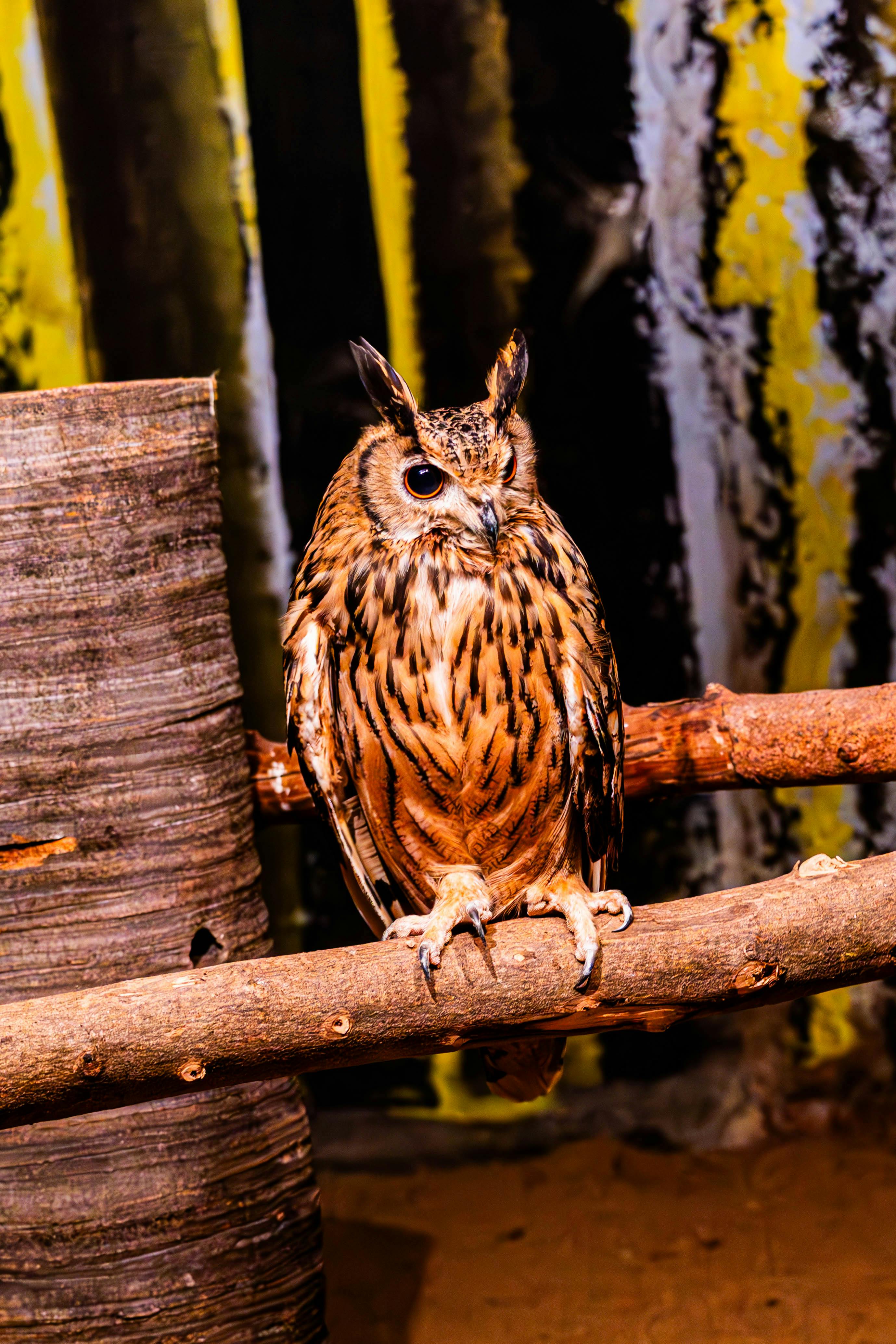 Majestic Long-eared Owl on Wooden Perch · Free Stock Photo