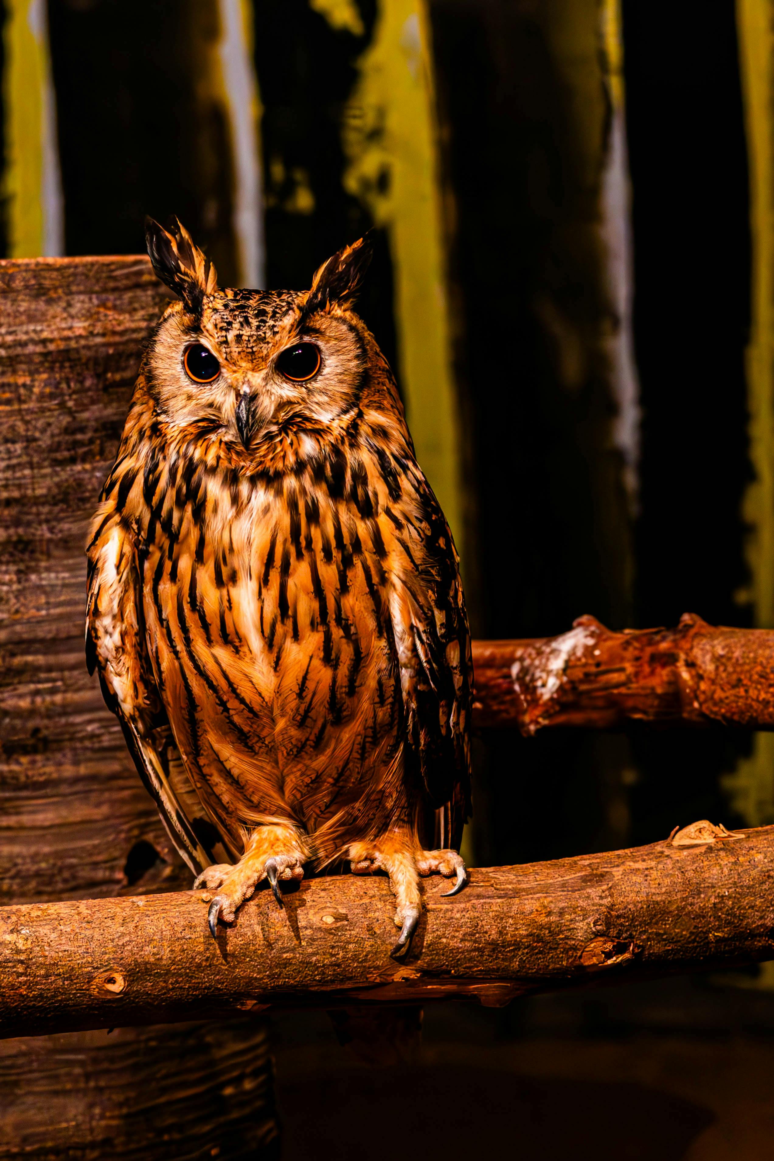 Indoor Birds Photos, Download The BEST Free Indoor Birds Stock Photos ...