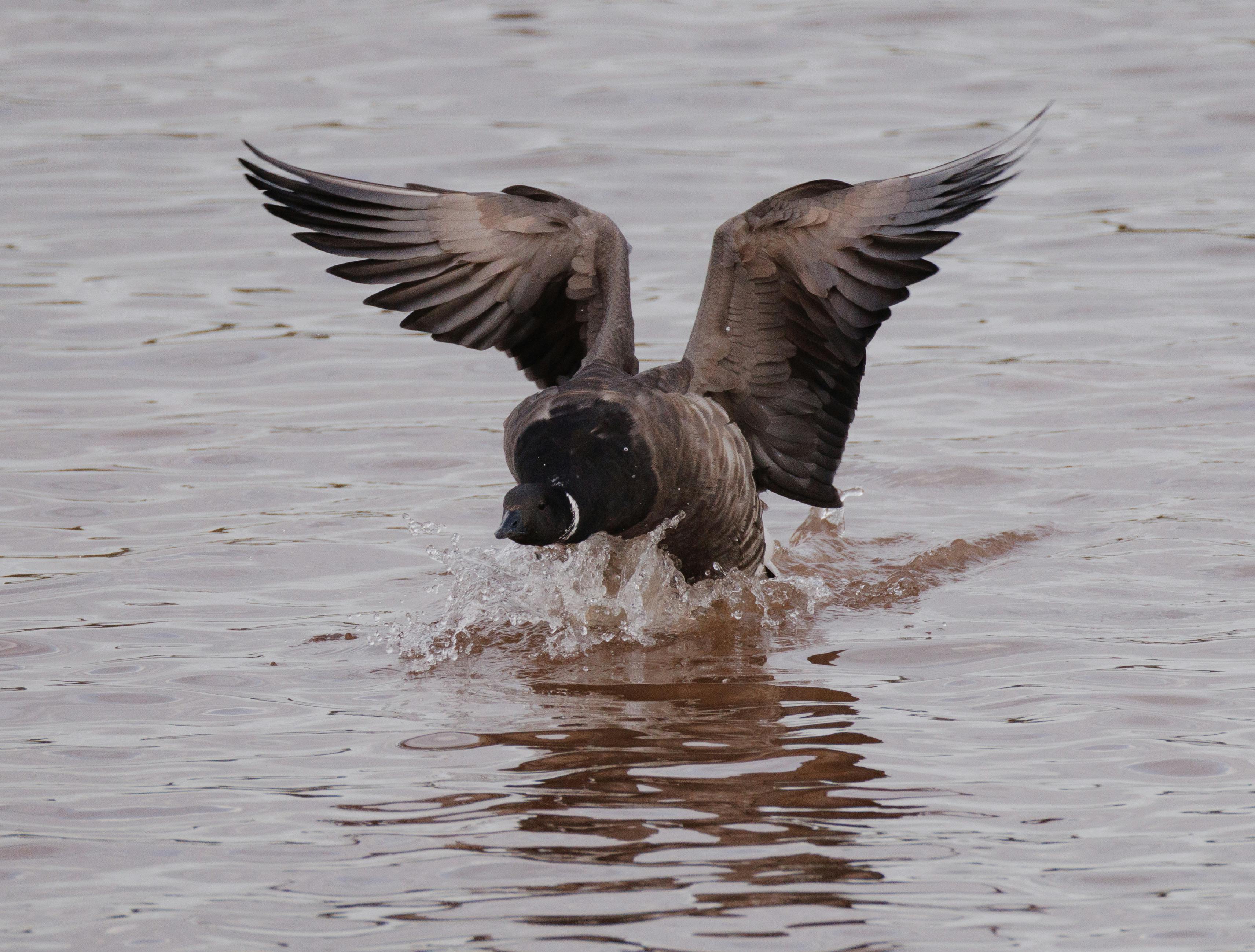 Brant Goose Landing on Water in Natural Habitat · Free Stock Photo