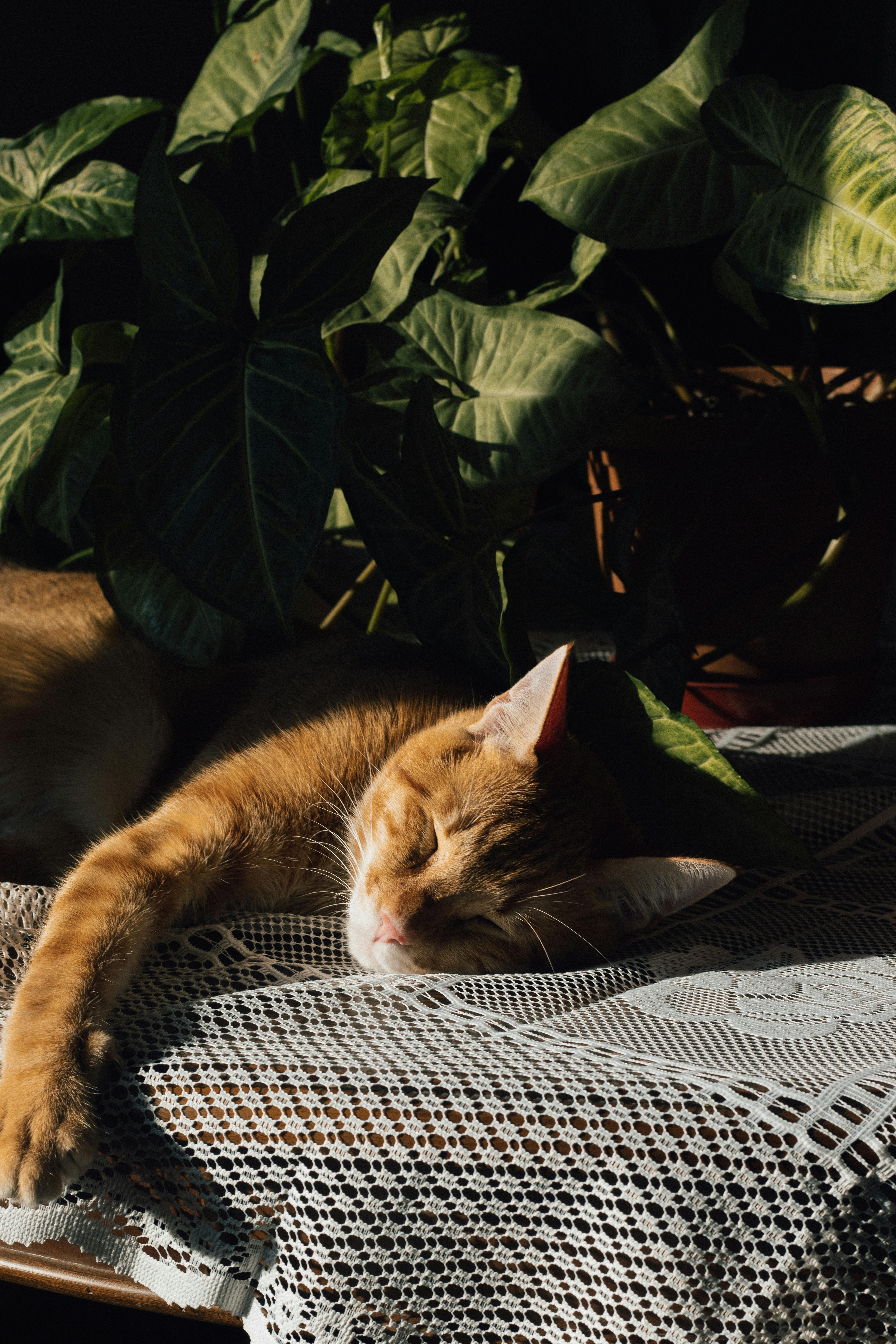 Relaxed Tabby Cat Sunbathing with Green Foliage · Free Stock Photo