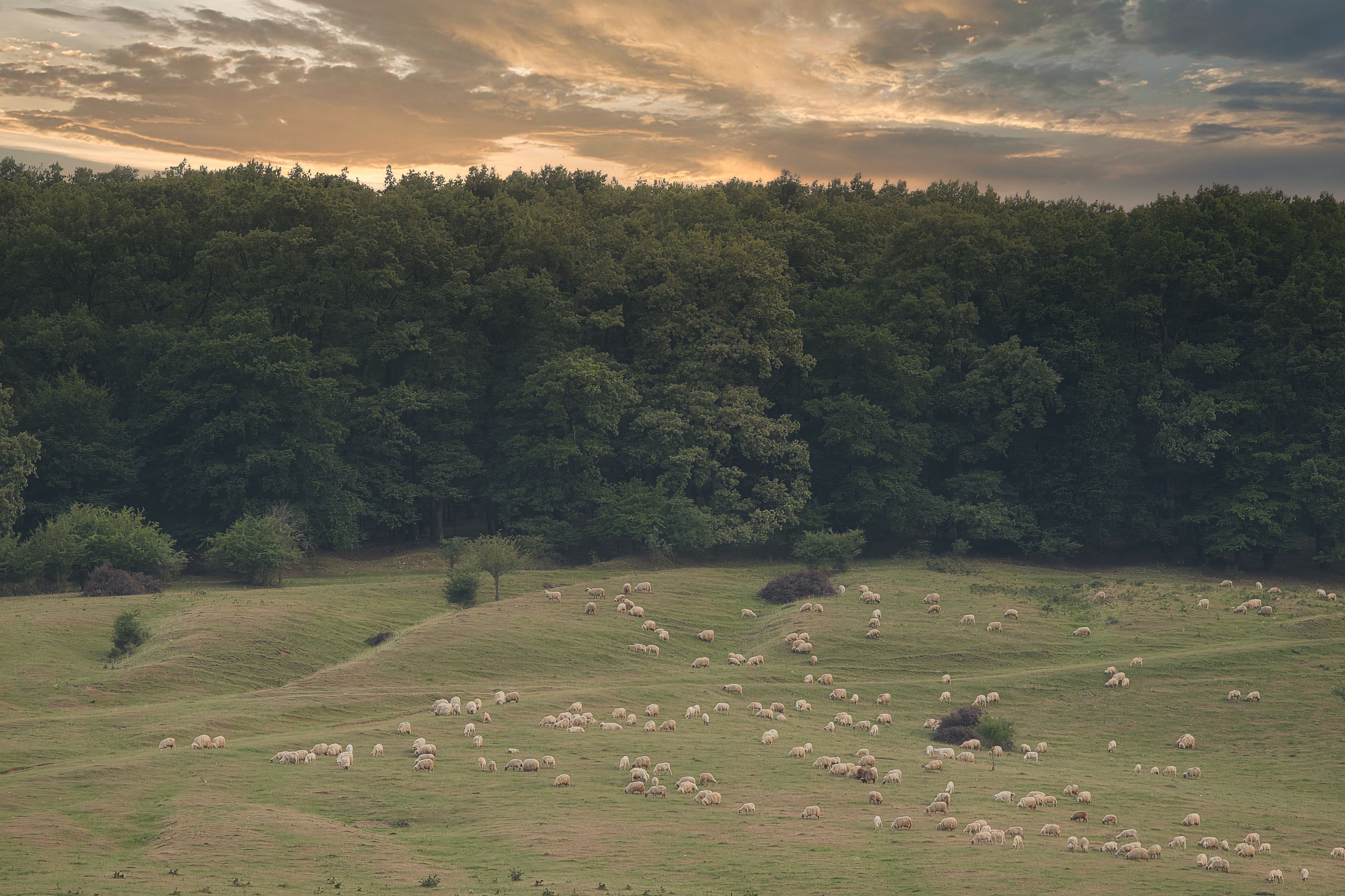 Peaceful Pastoral Landscape with Grazing Sheep · Free Stock Photo