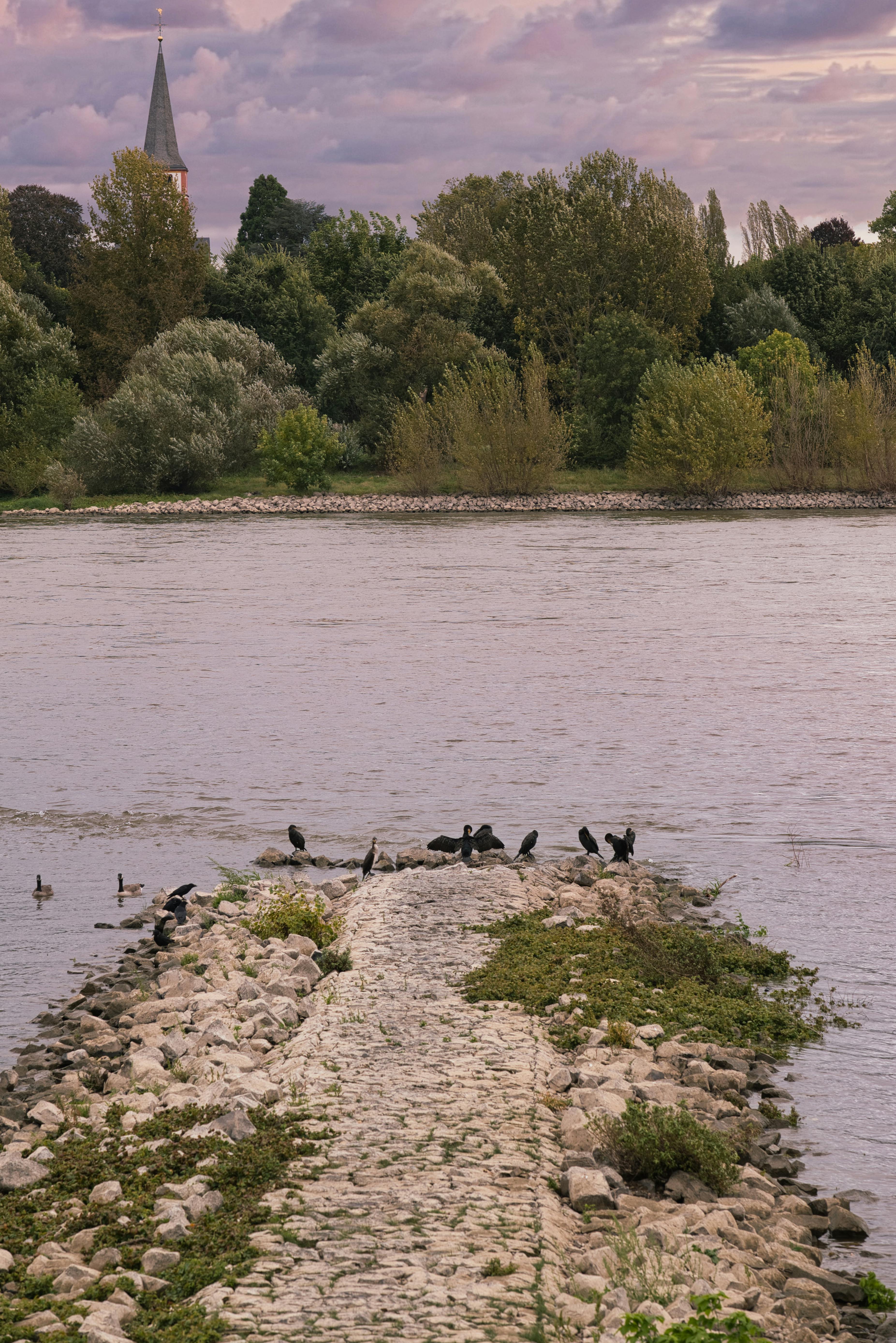 Serene River View with Birds and Distant Church Spire · Free Stock Photo