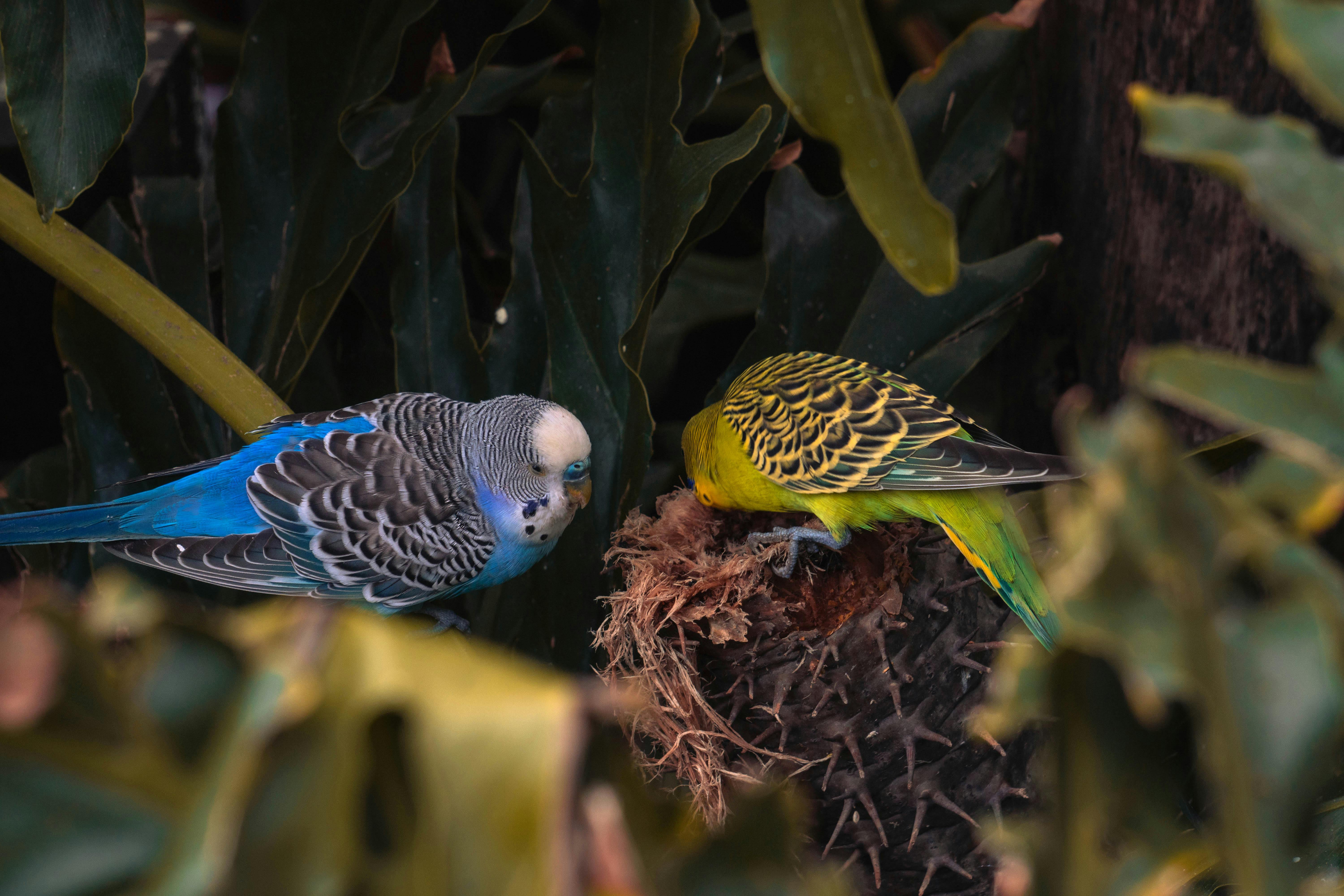 Kissing Parakeets Showing Affection · Free Stock Photo