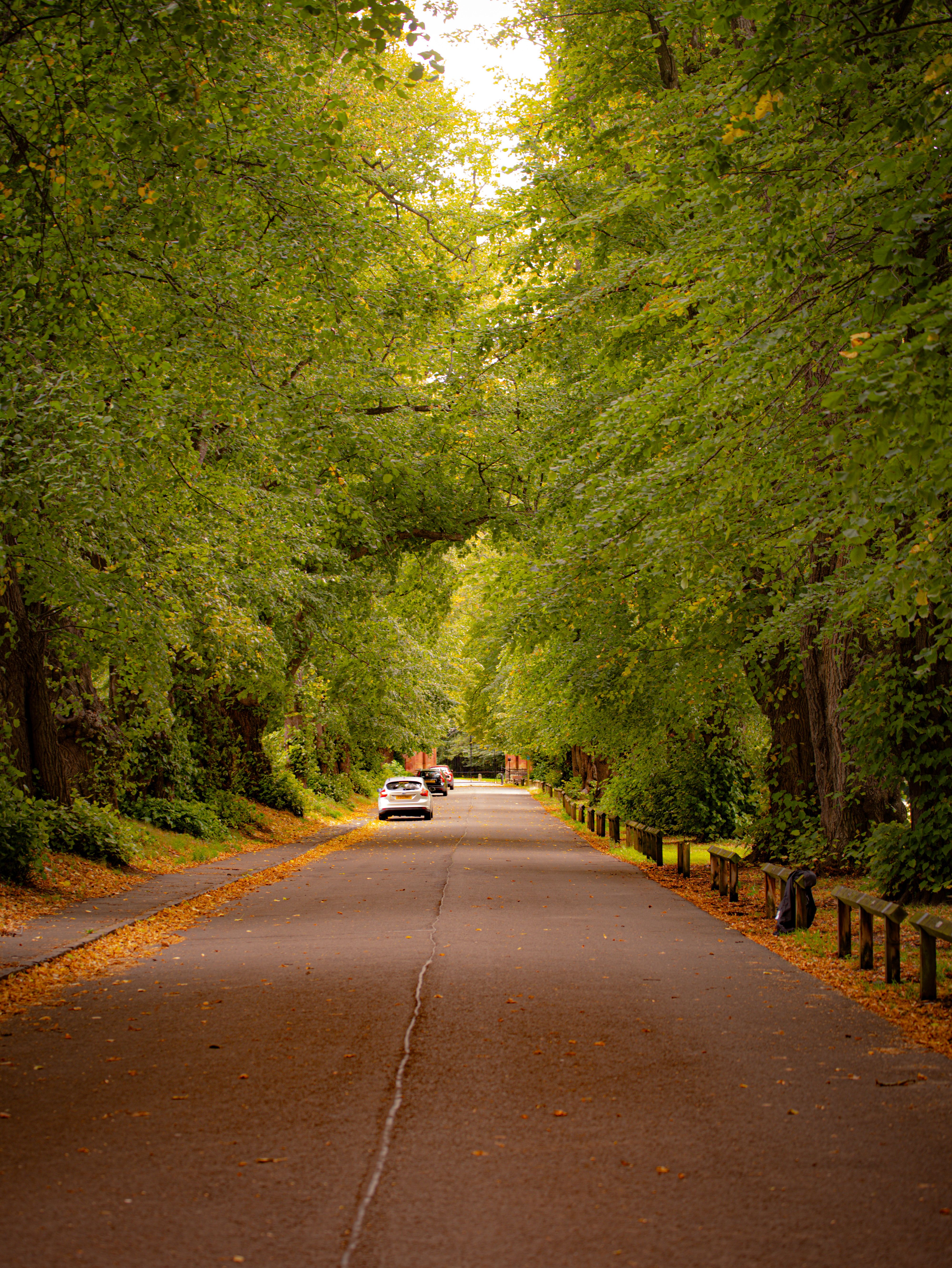 Serene Tree-Lined Road in Gifford, Scotland · Free Stock Photo