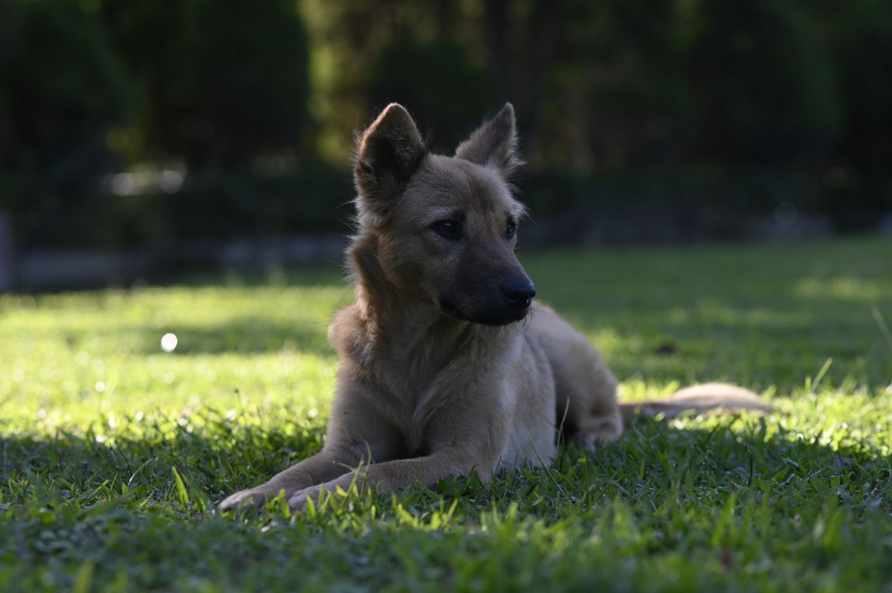 Emo Dog Names That Celebrate Unconventional Canine Character