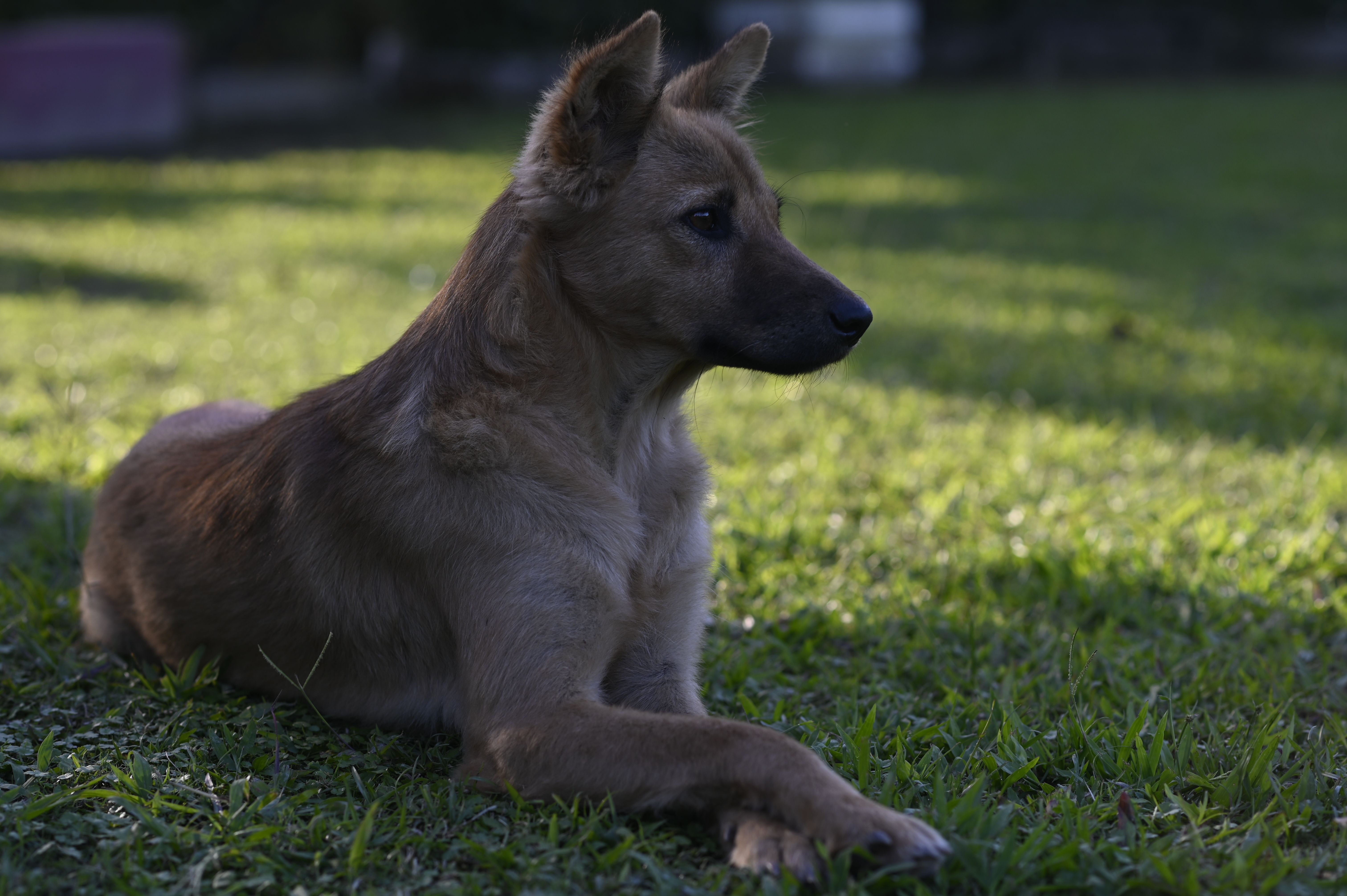 Charming Dog Relaxing on Green Grass Outdoors · Free Stock Photo