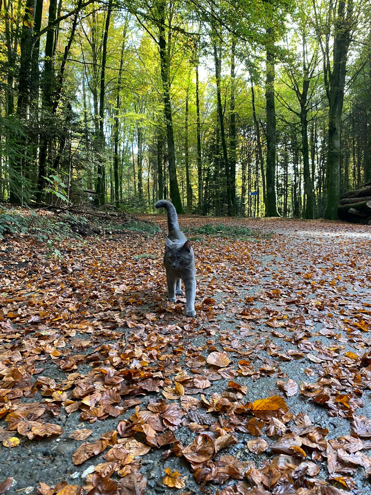 Cat In Forest Photos, Download The BEST Free Cat In Forest Stock Photos ...