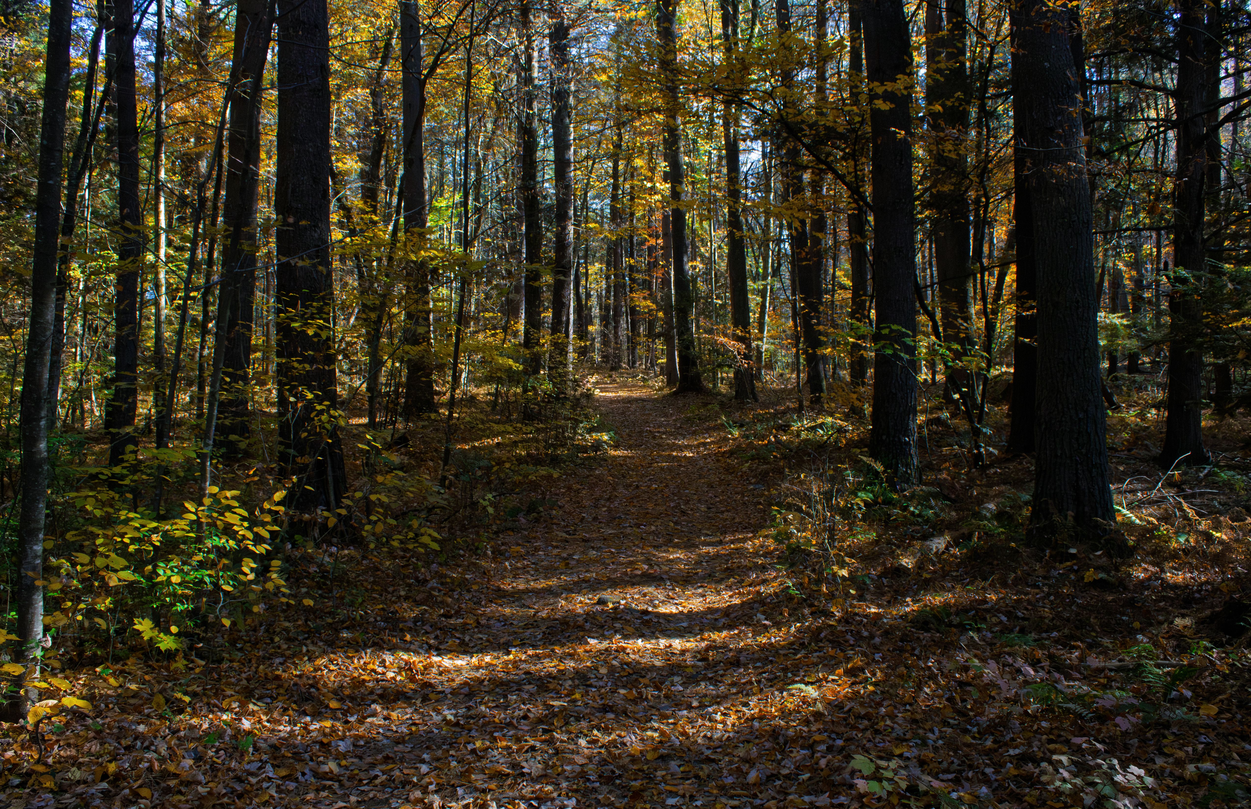 Serene Fall Forest Trail in Northampton, MA · Free Stock Photo