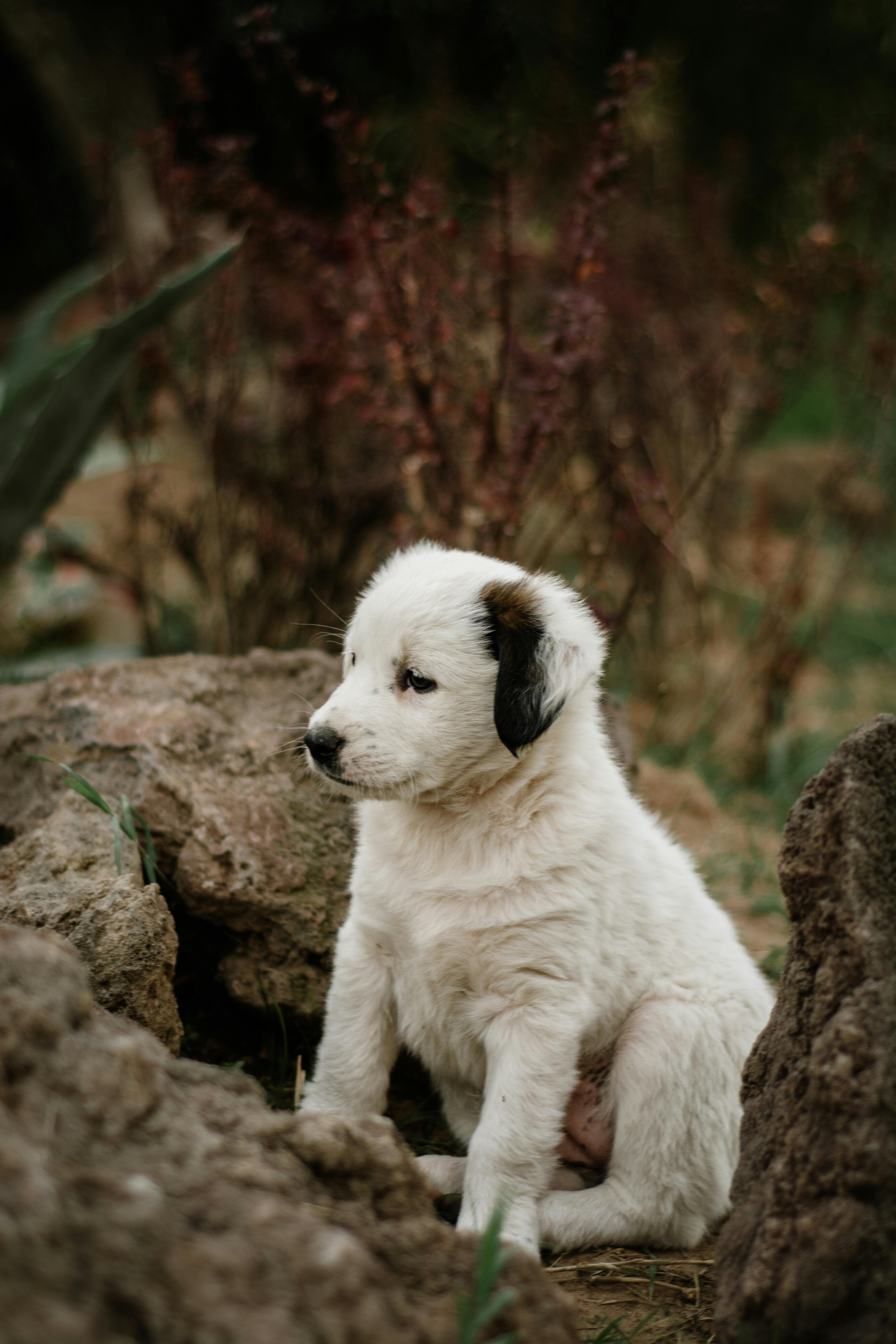 Adorable White Puppy Among Rocks Outdoors · Free Stock Photo