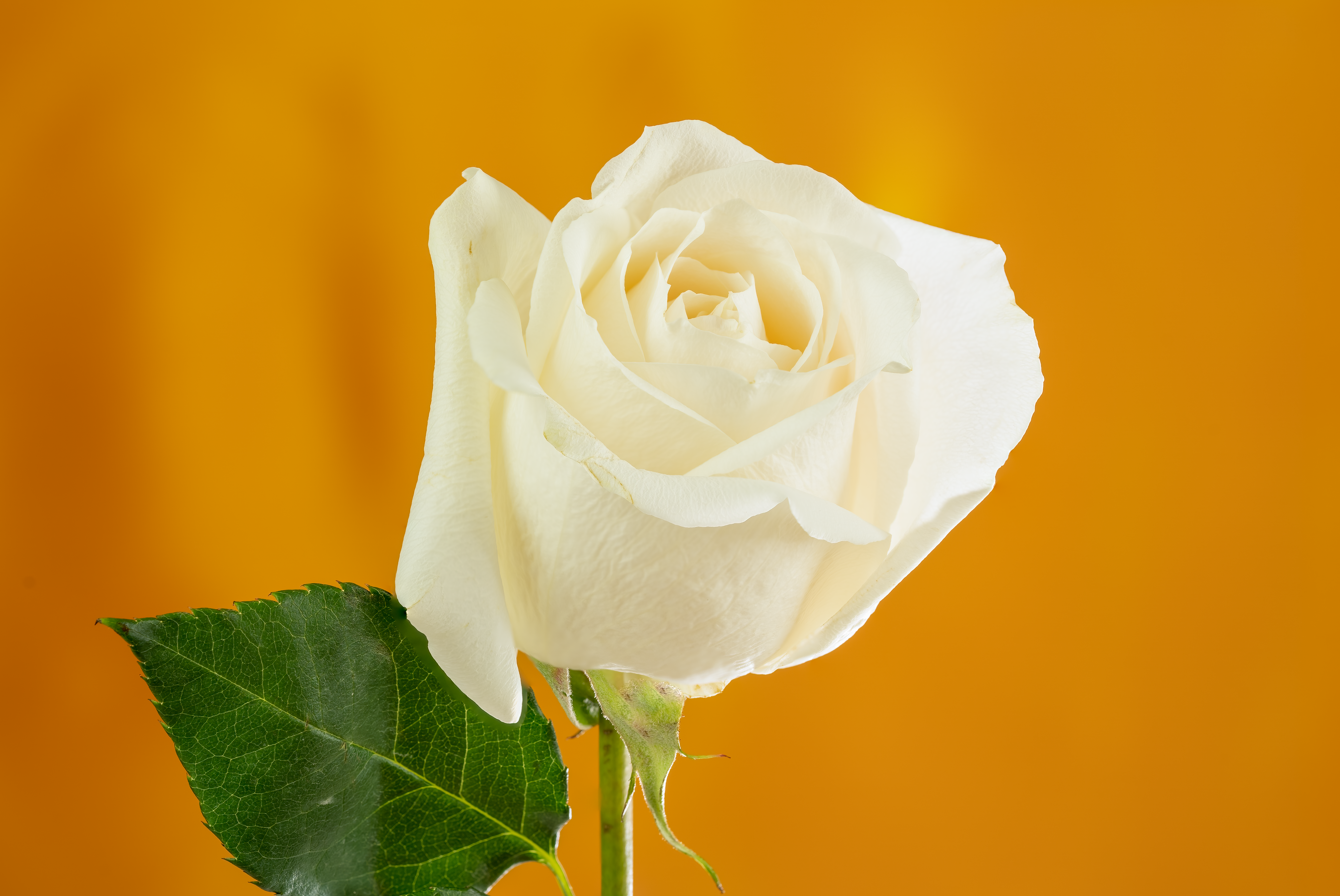 Floral Bottom Background Photos, Download The BEST Free Floral Bottom ...