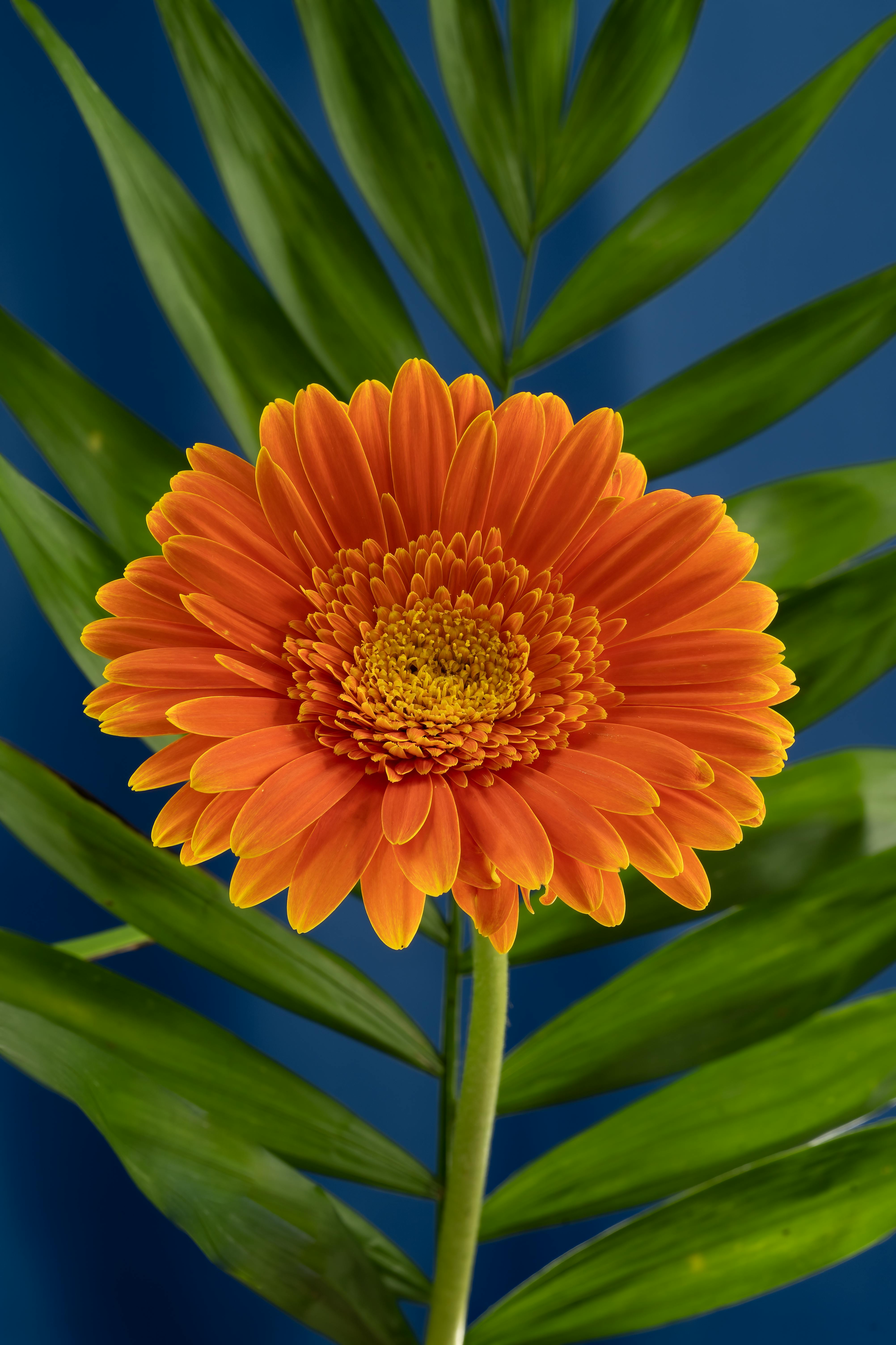 Flower Wallpaper Goku Photos, Download The BEST Free Flower Wallpaper ...