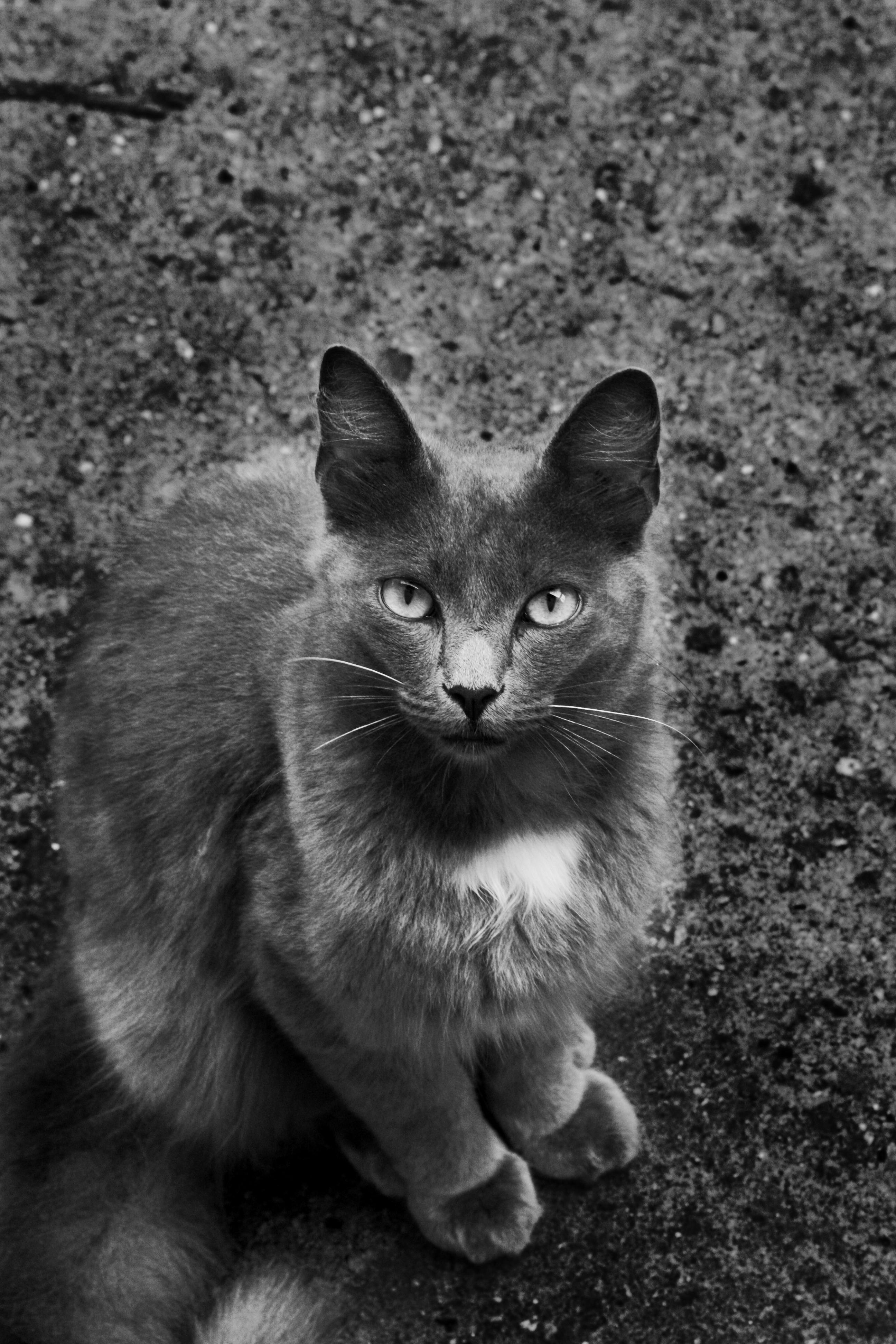 Header Pets Background Photos, Download The BEST Free Header Pets ...