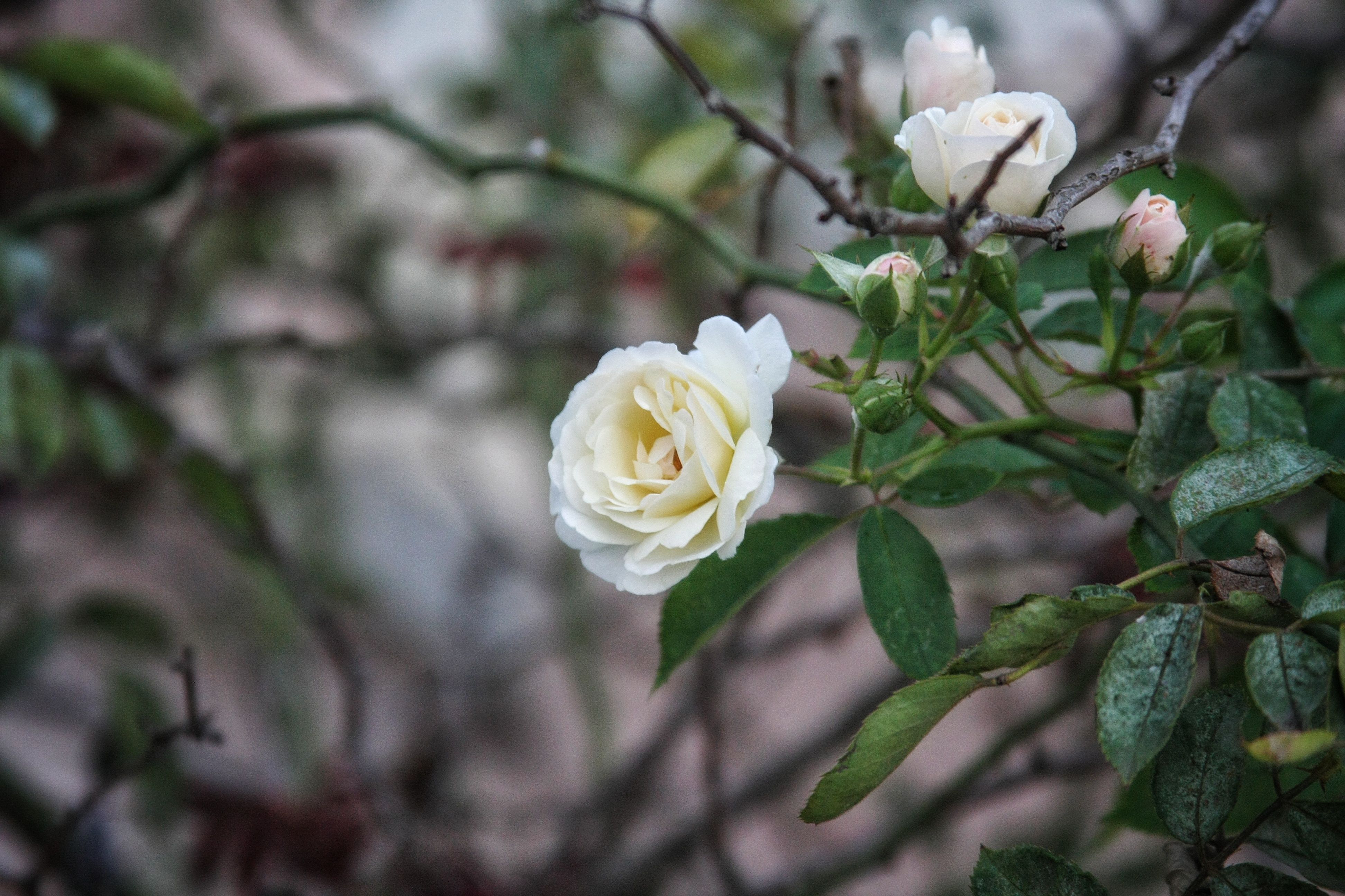 Close-up of White Rose with Bokeh Background · Free Stock Photo
