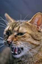 Angry Cat Photos, Download The BEST Free Angry Cat Stock Photos & HD Images