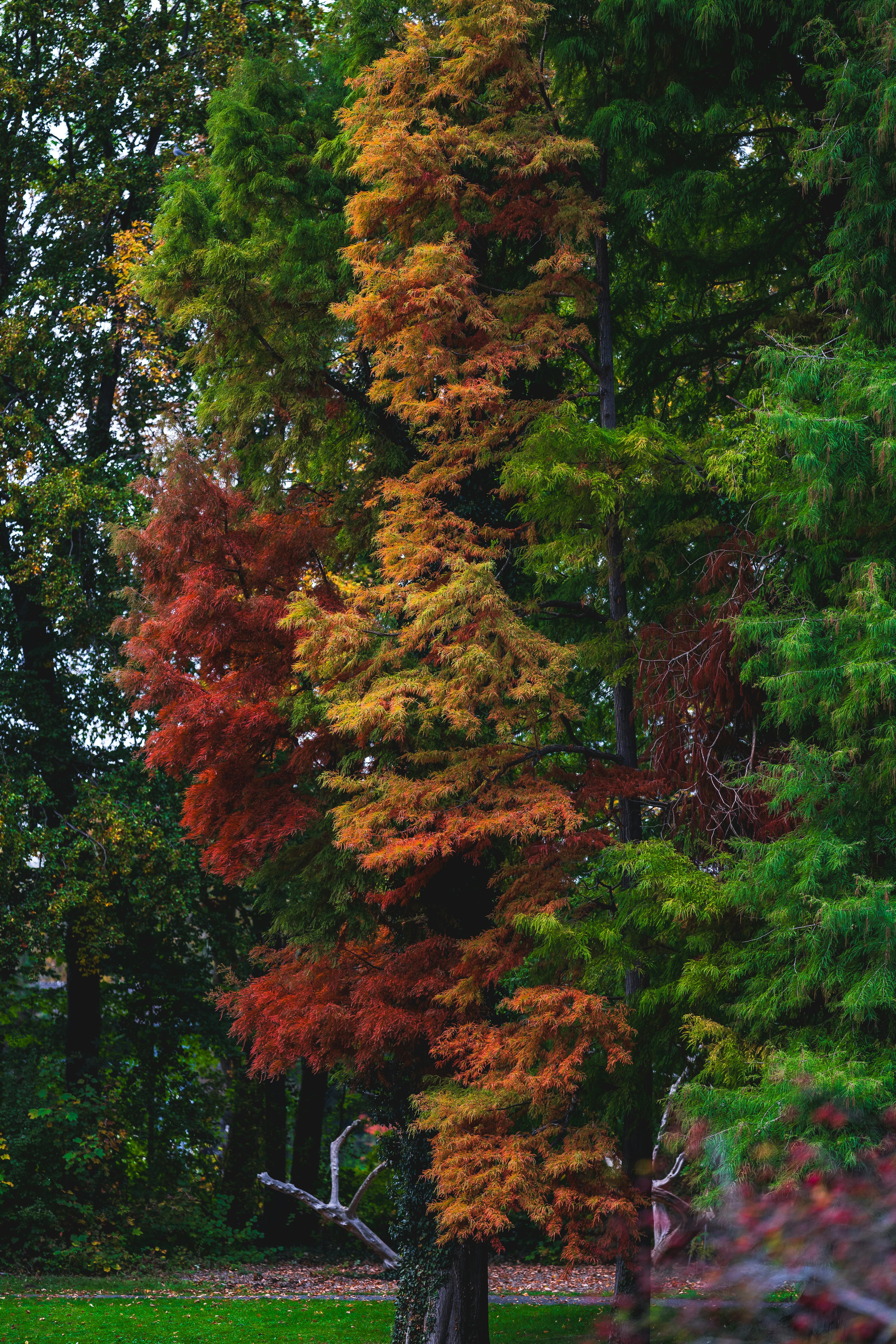 Pacific Red Cedar Tree Photos, Download The BEST Free Pacific Red Cedar ...