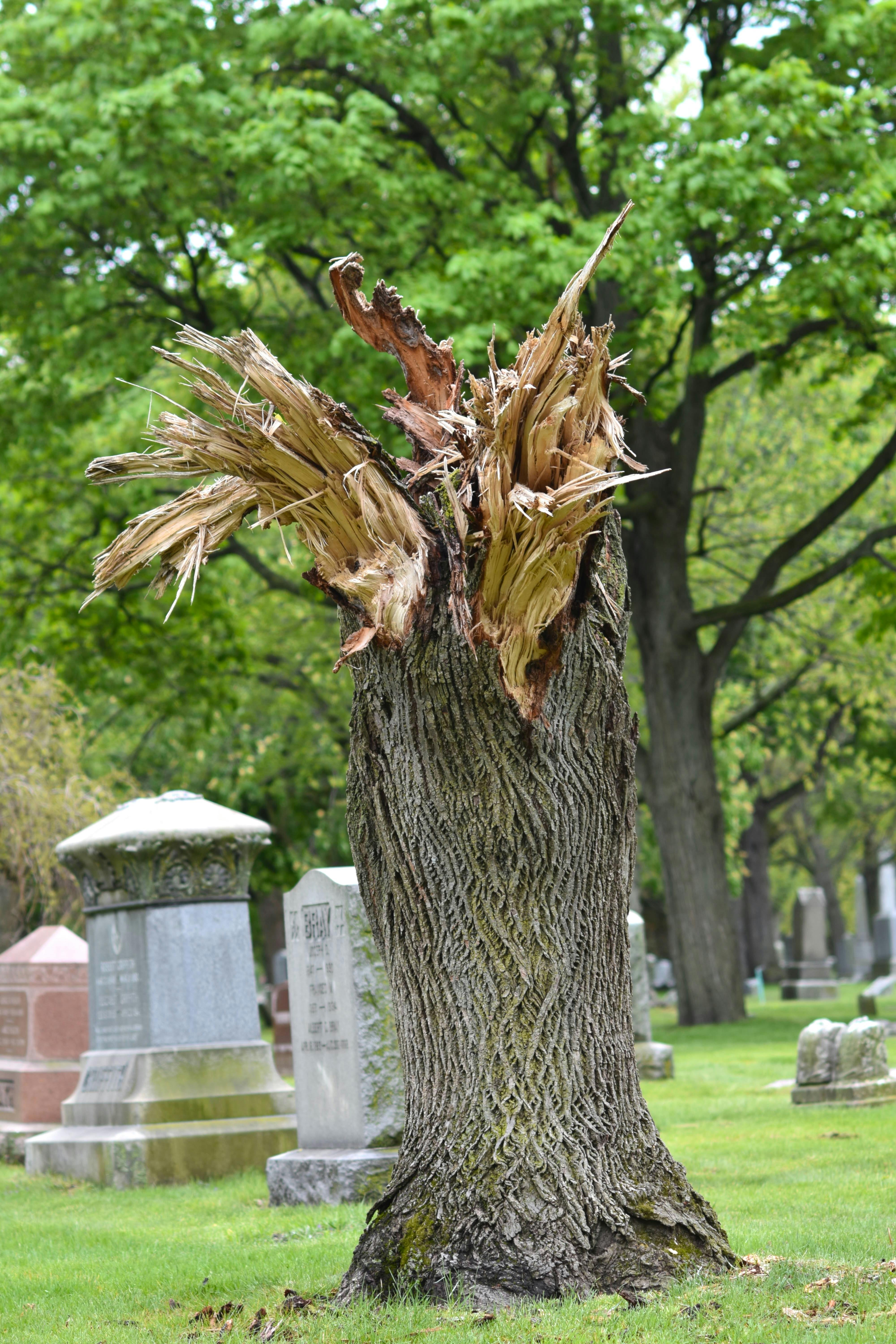 Damaged Tree Trunk in Cemetery After Storm · Free Stock Photo