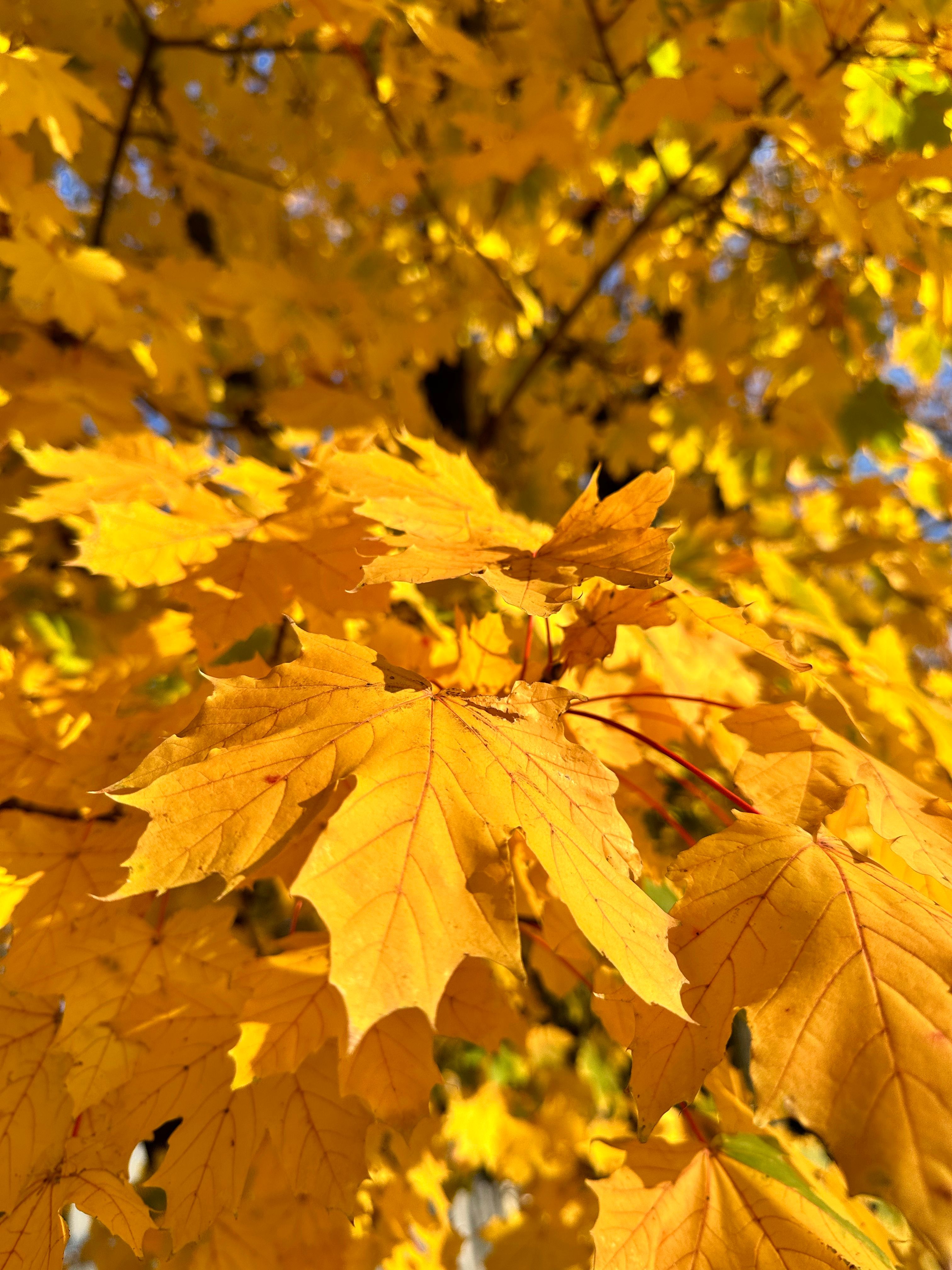 Golden Autumn Maple Leaves in Sunlight · Free Stock Photo
