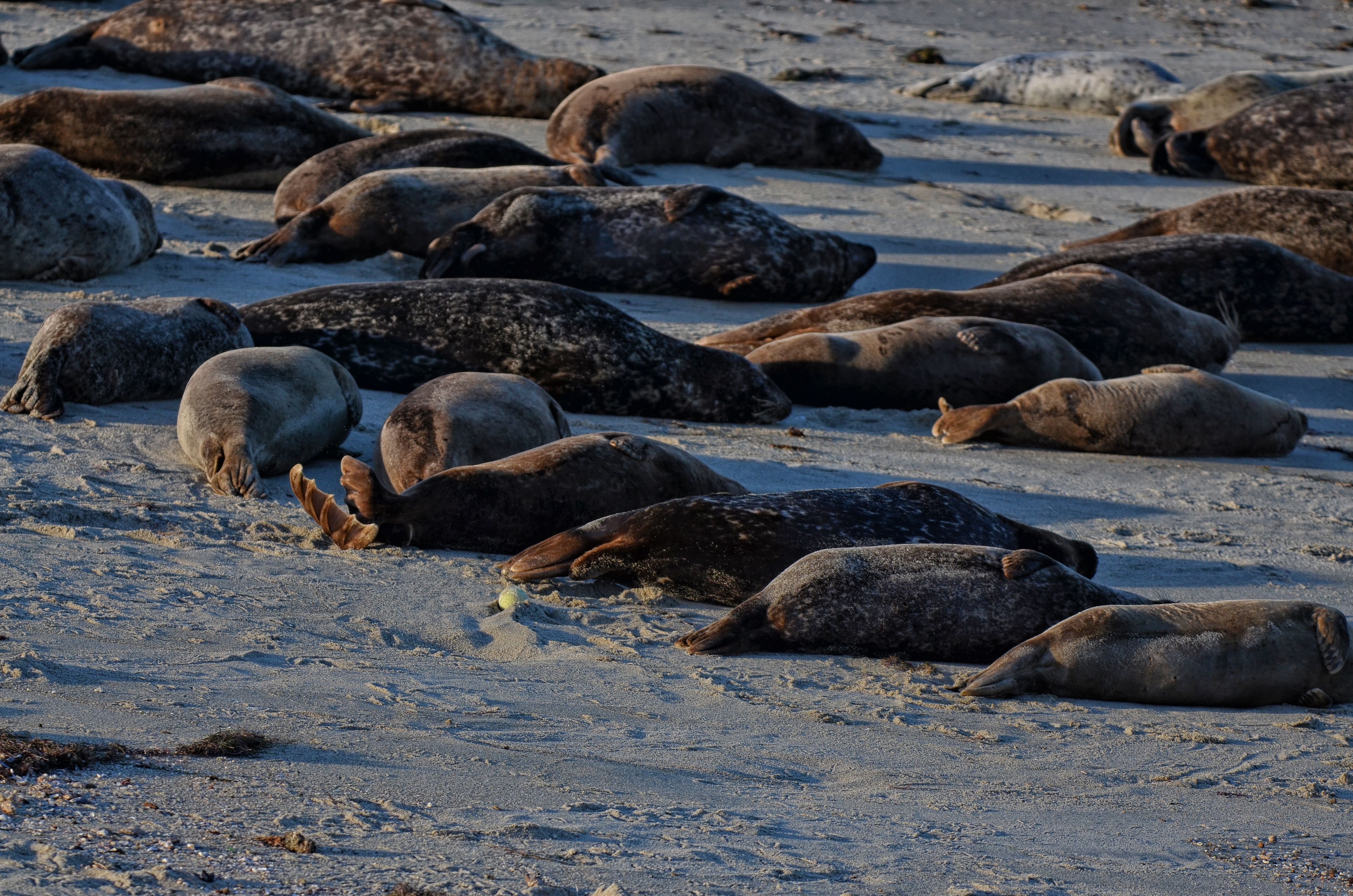 Harbor Seals Resting on La Jolla Beach · Free Stock Photo