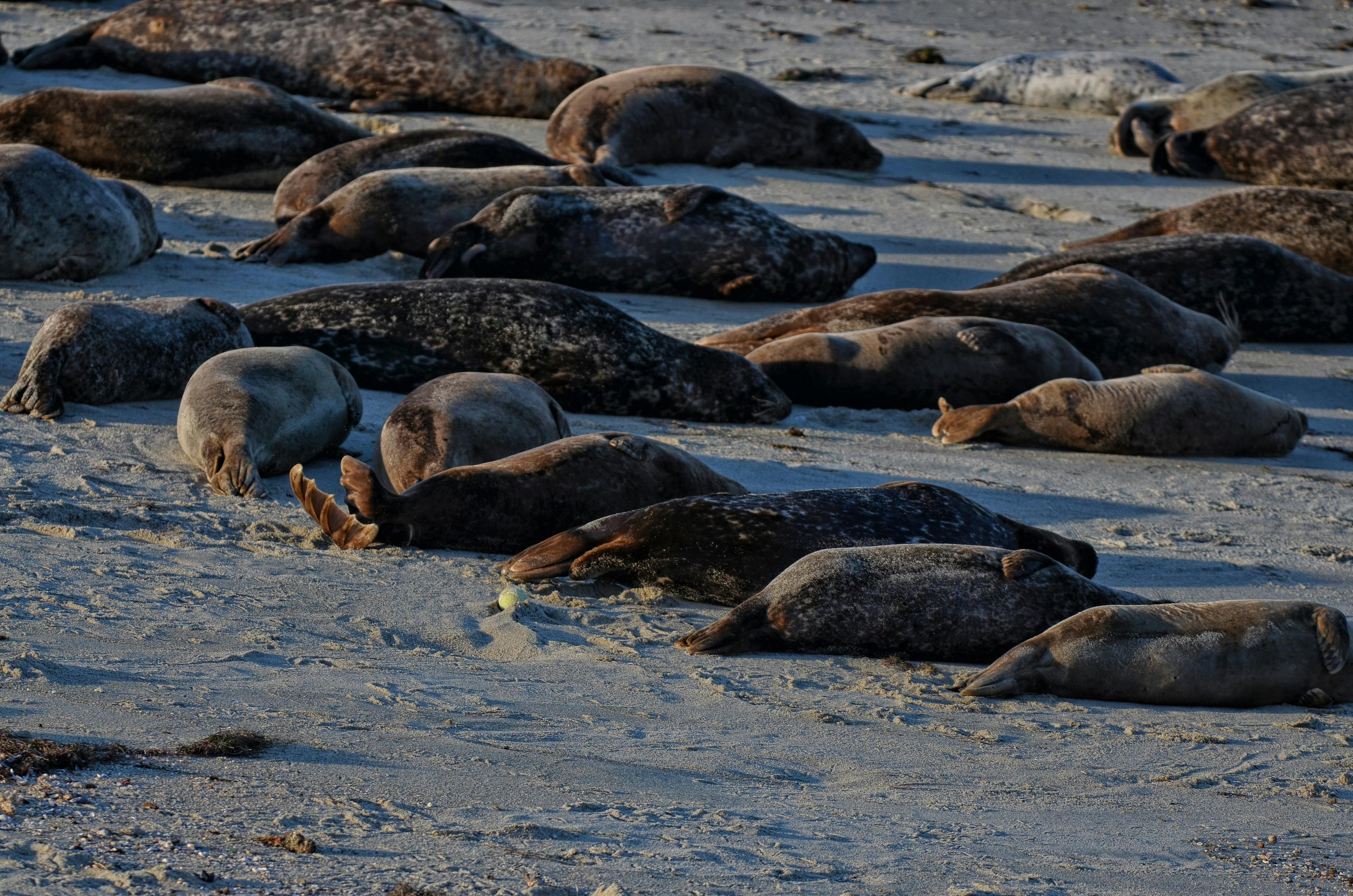 Focas Descansando En La Playa De La Jolla · Foto de stock gratuita