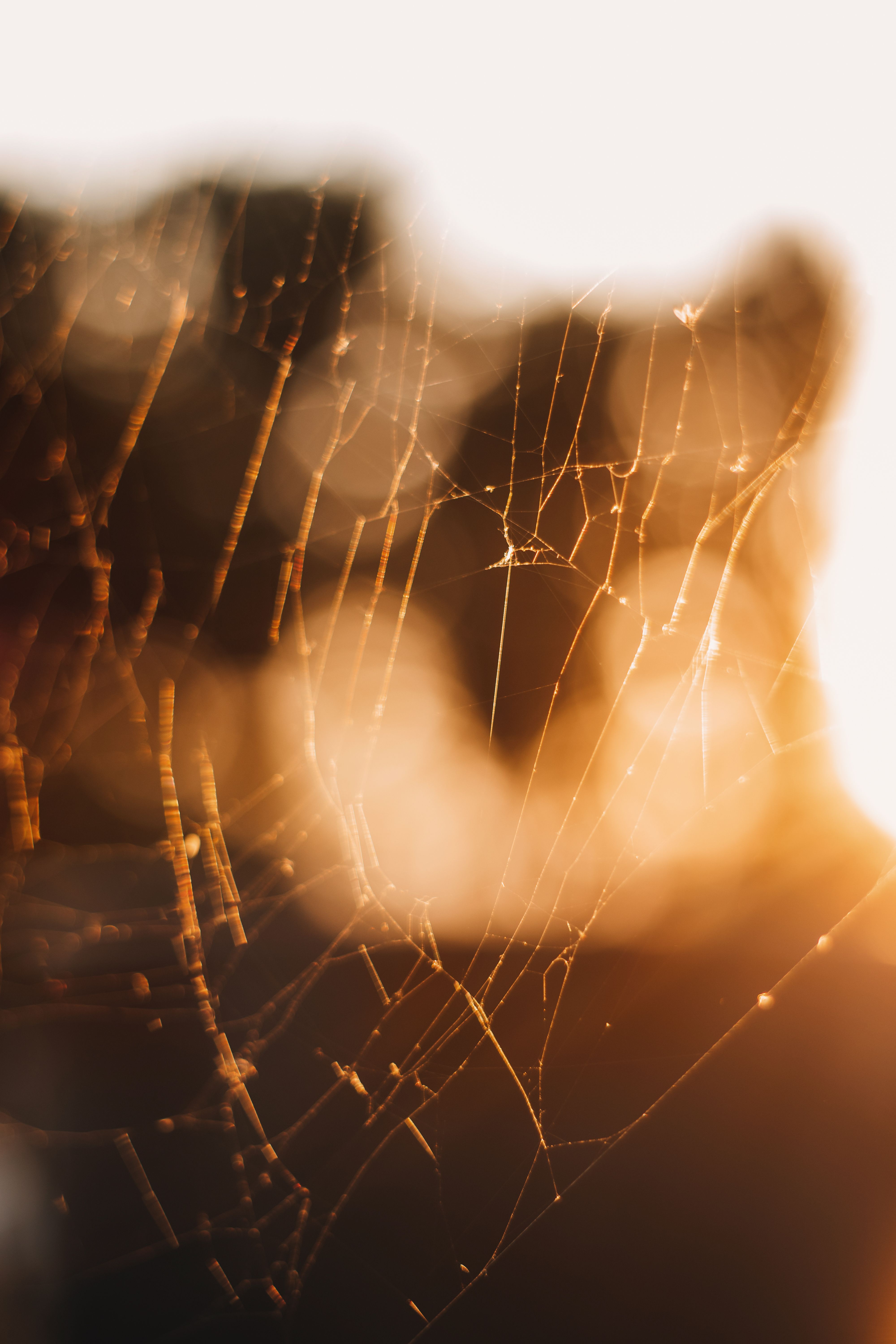 Golden-Hued Web in Autumn Light · Free Stock Photo