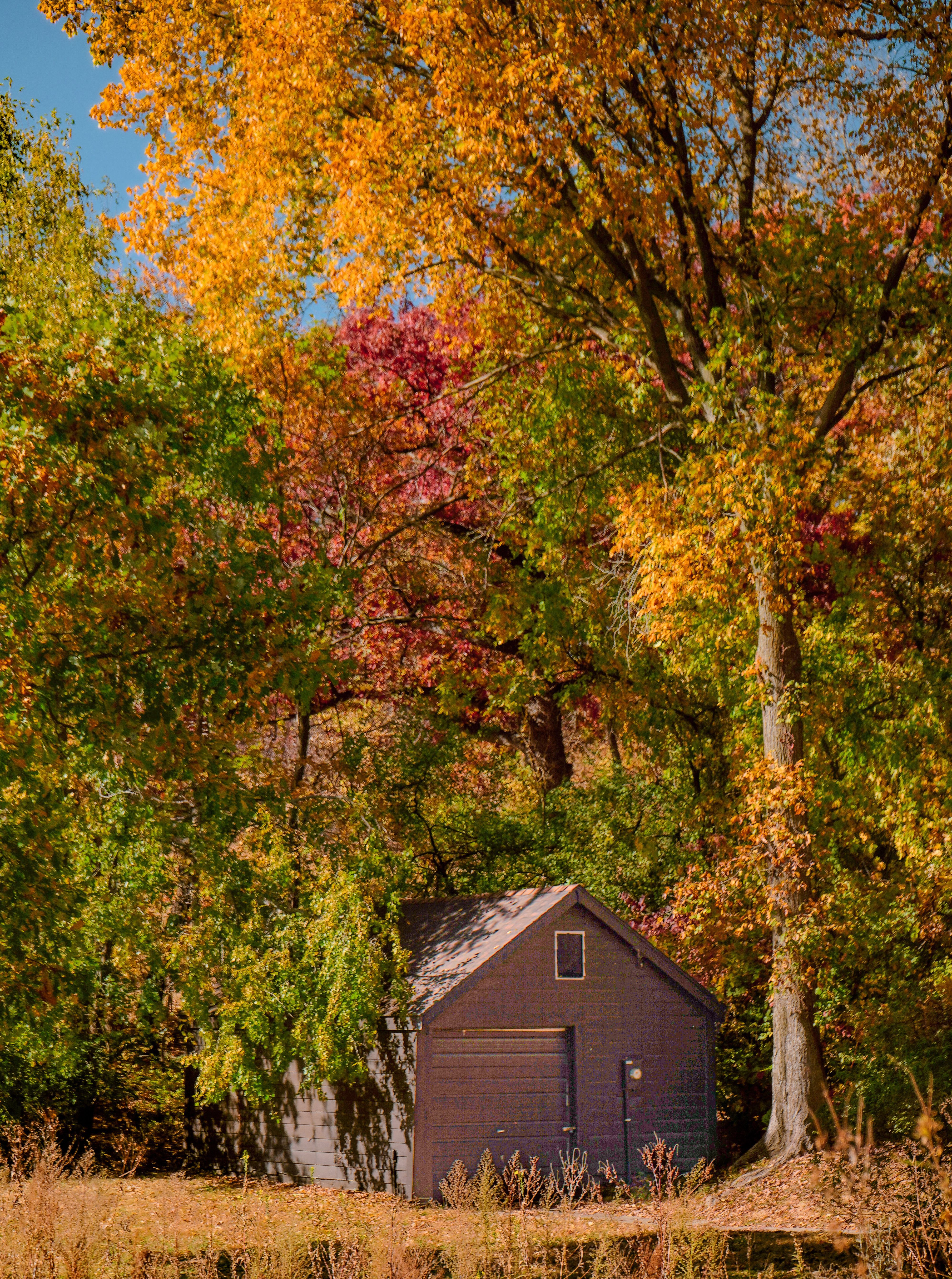 Rustic Barn amidst Vibrant Autumn Foliage · Free Stock Photo