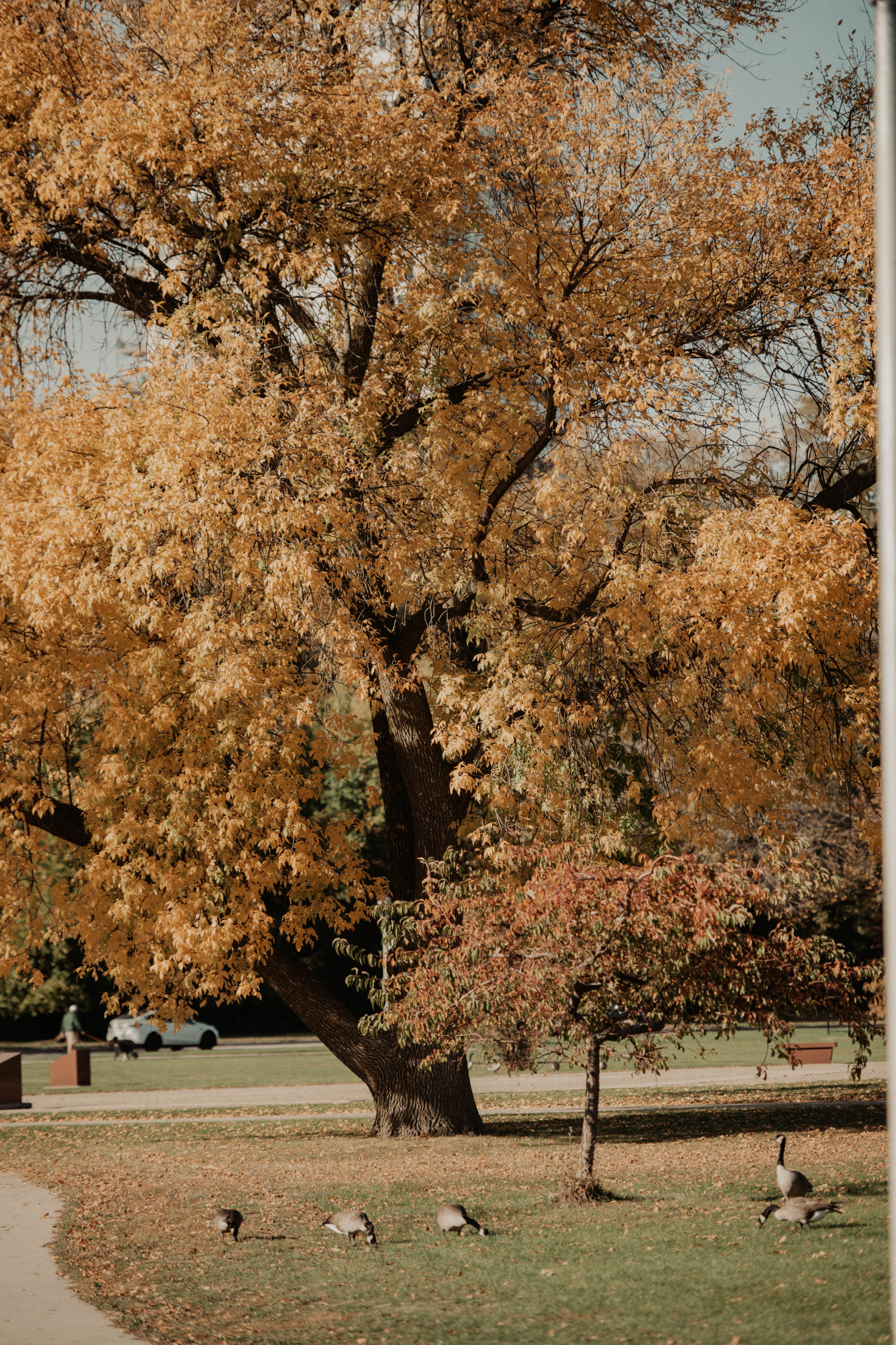 Autumn Scene in Milwaukee Park with Geese · Free Stock Photo