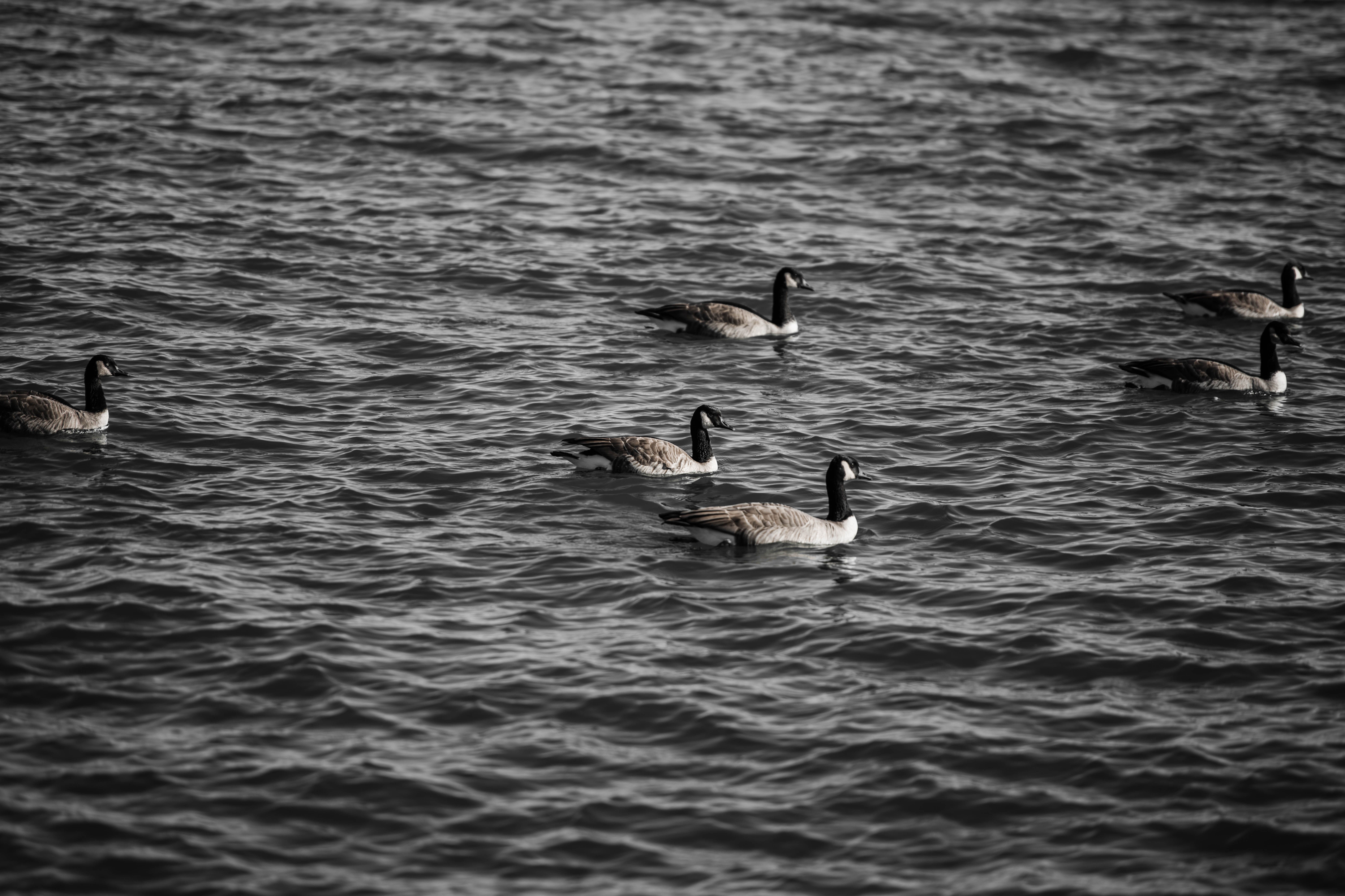 Canadian Geese Swimming in Milwaukee Waters · Free Stock Photo