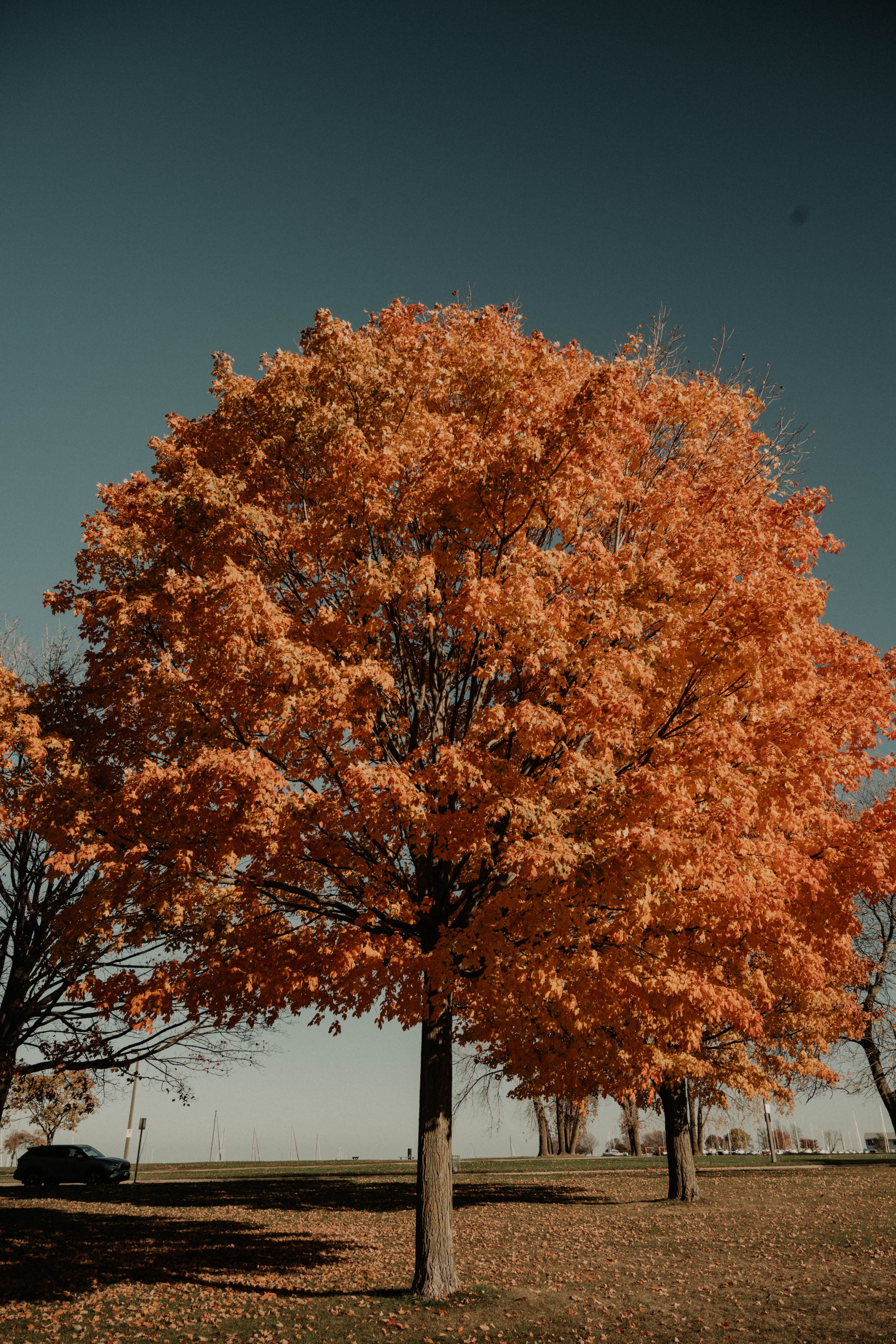 Vibrant Autumn Tree Showcase in Milwaukee Park · Free Stock Photo