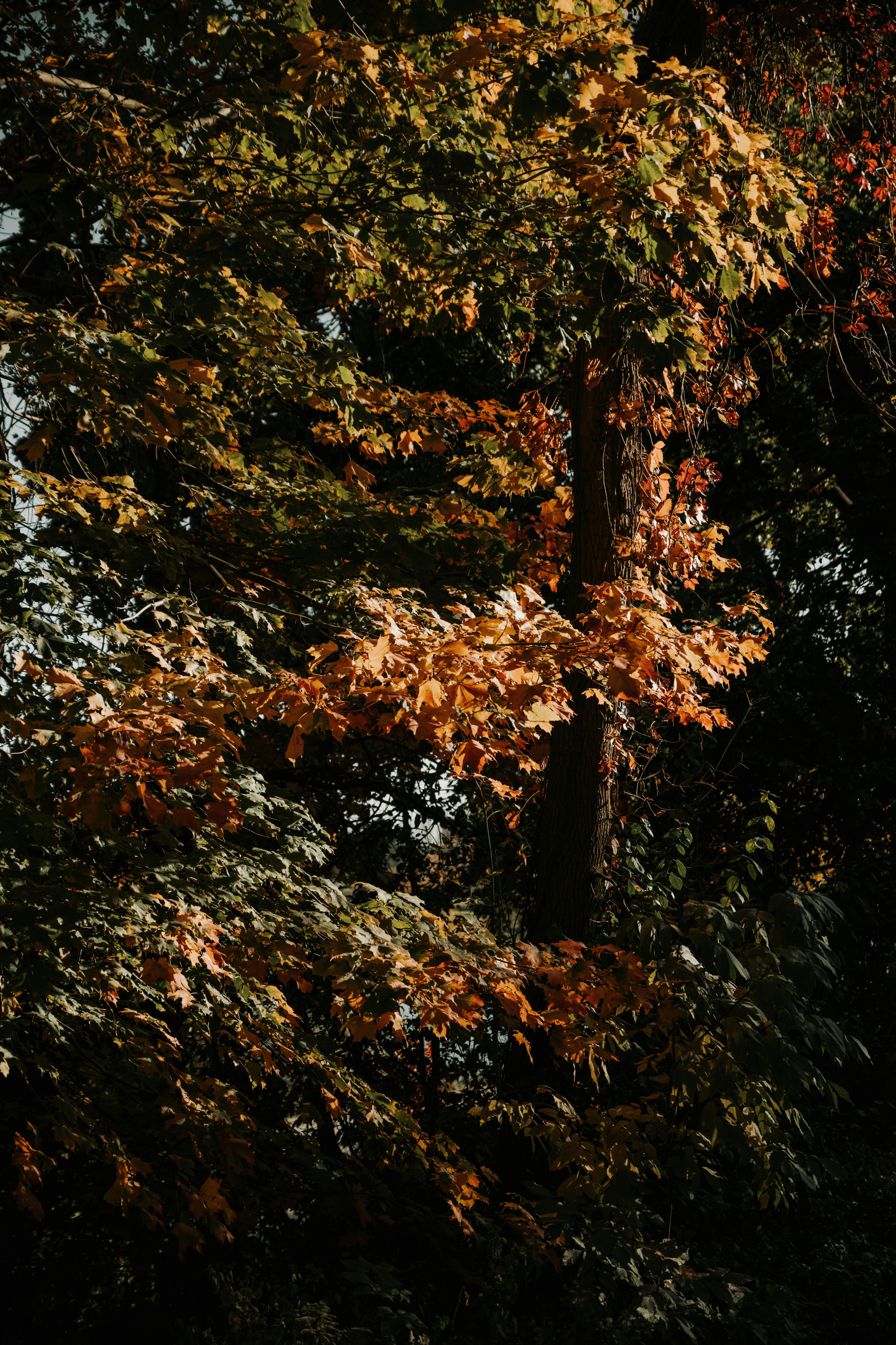 Autumn Foliage in Milwaukee Forest · Free Stock Photo