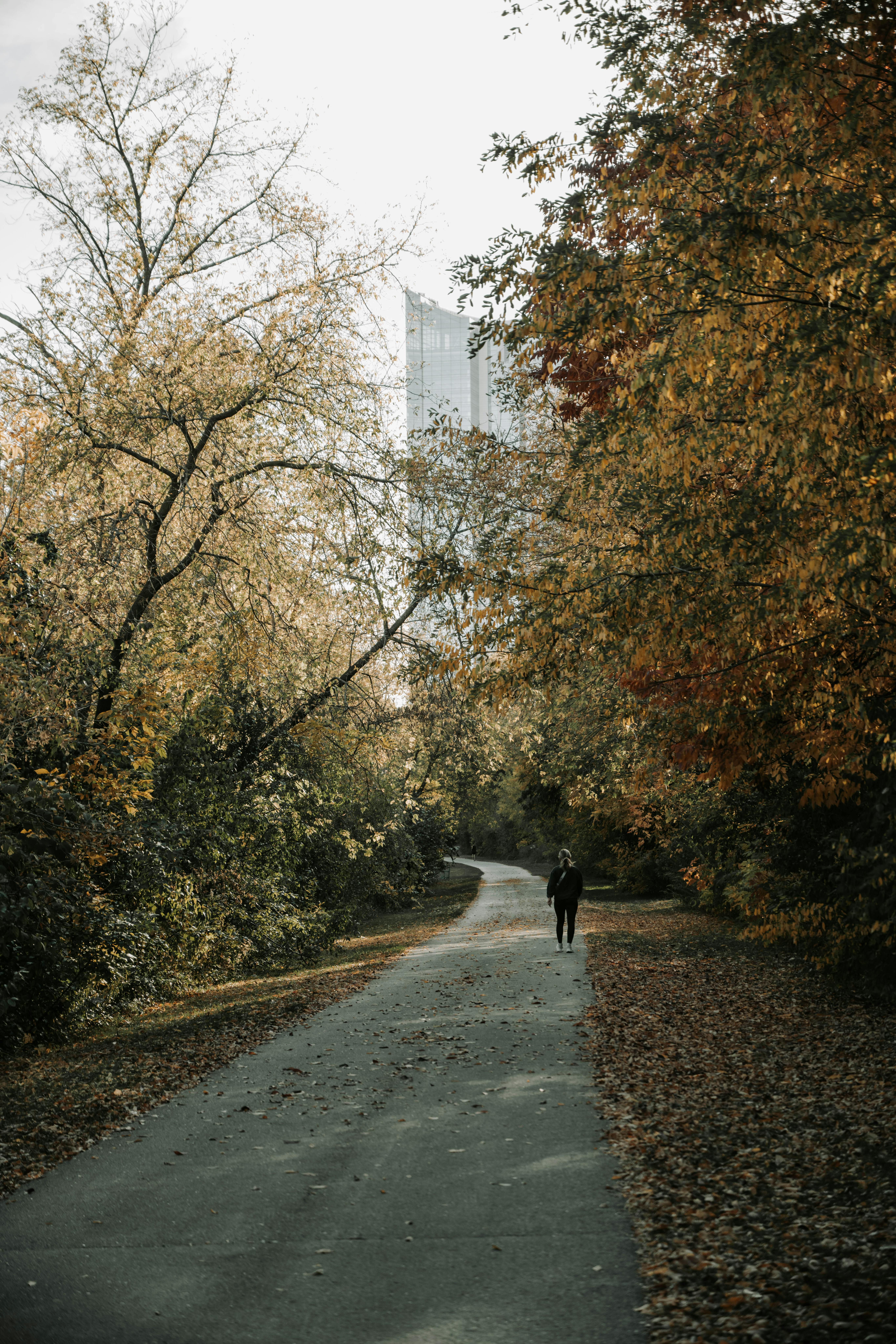 Scenic Autumn Pathway in Milwaukee's Fall Foliage · Free Stock Photo
