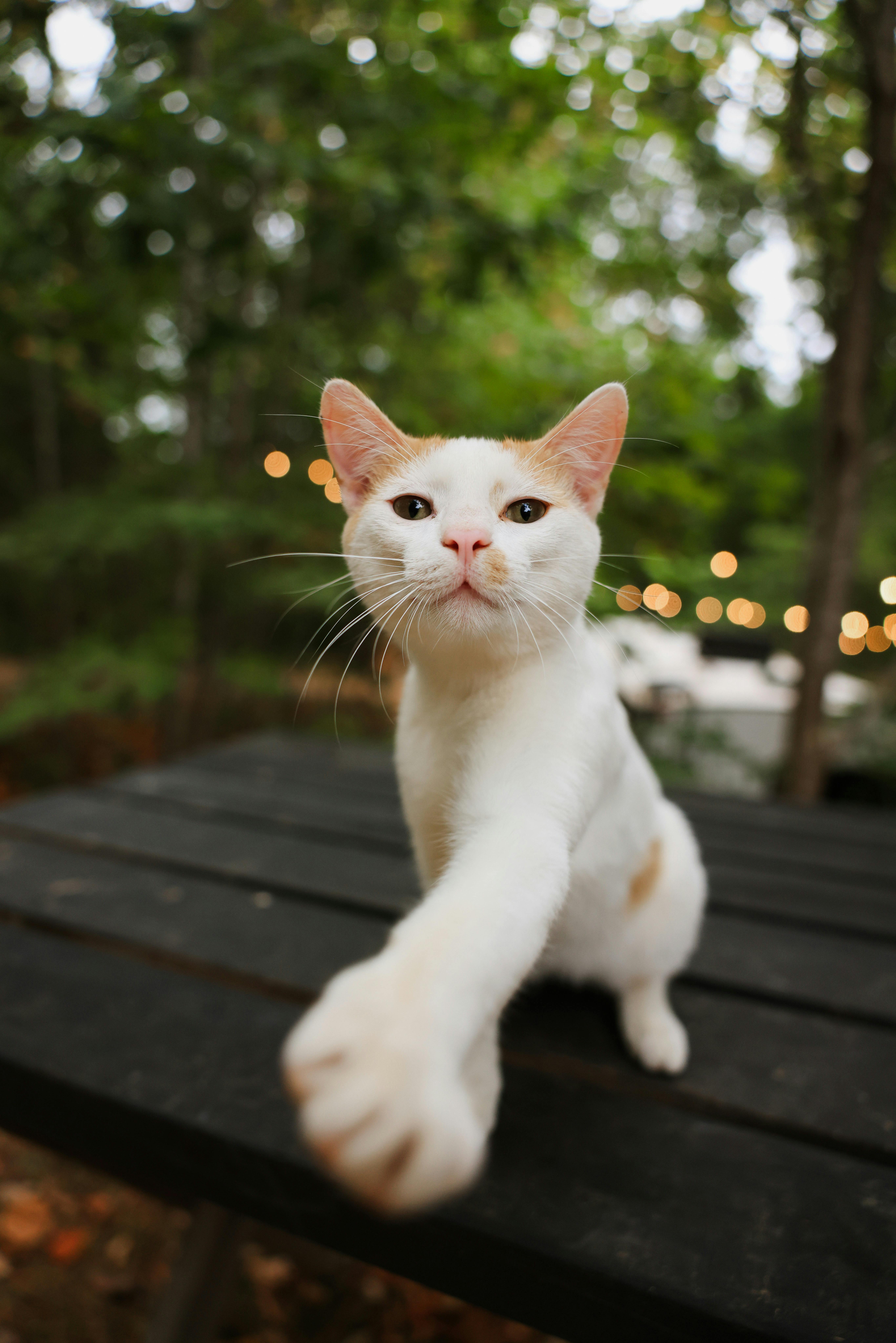 Playful White Cat Reaching on Outdoor Table · Free Stock Photo