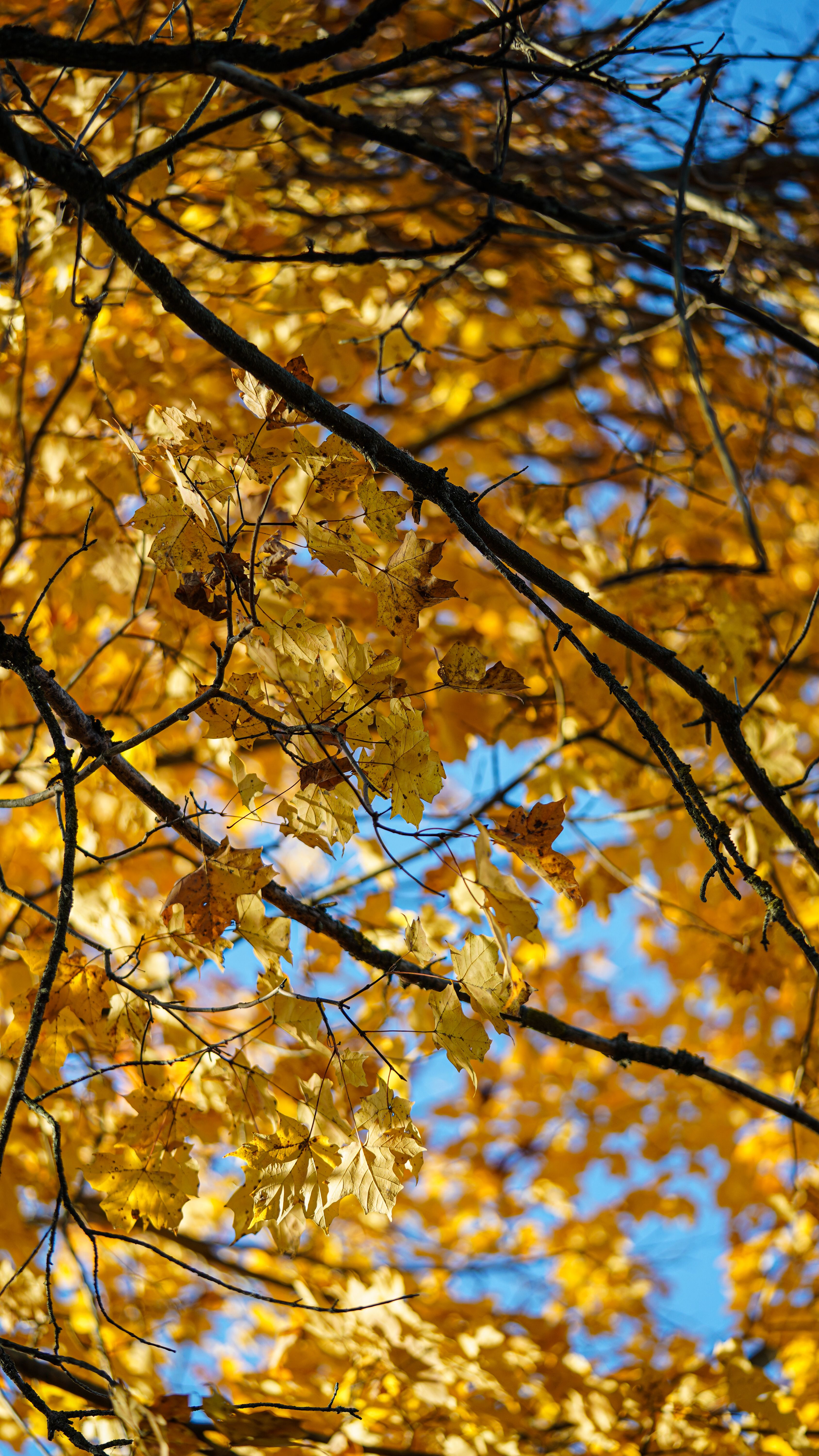 Golden Maple Leaves in Kitchener's Autumn Glow · Free Stock Photo