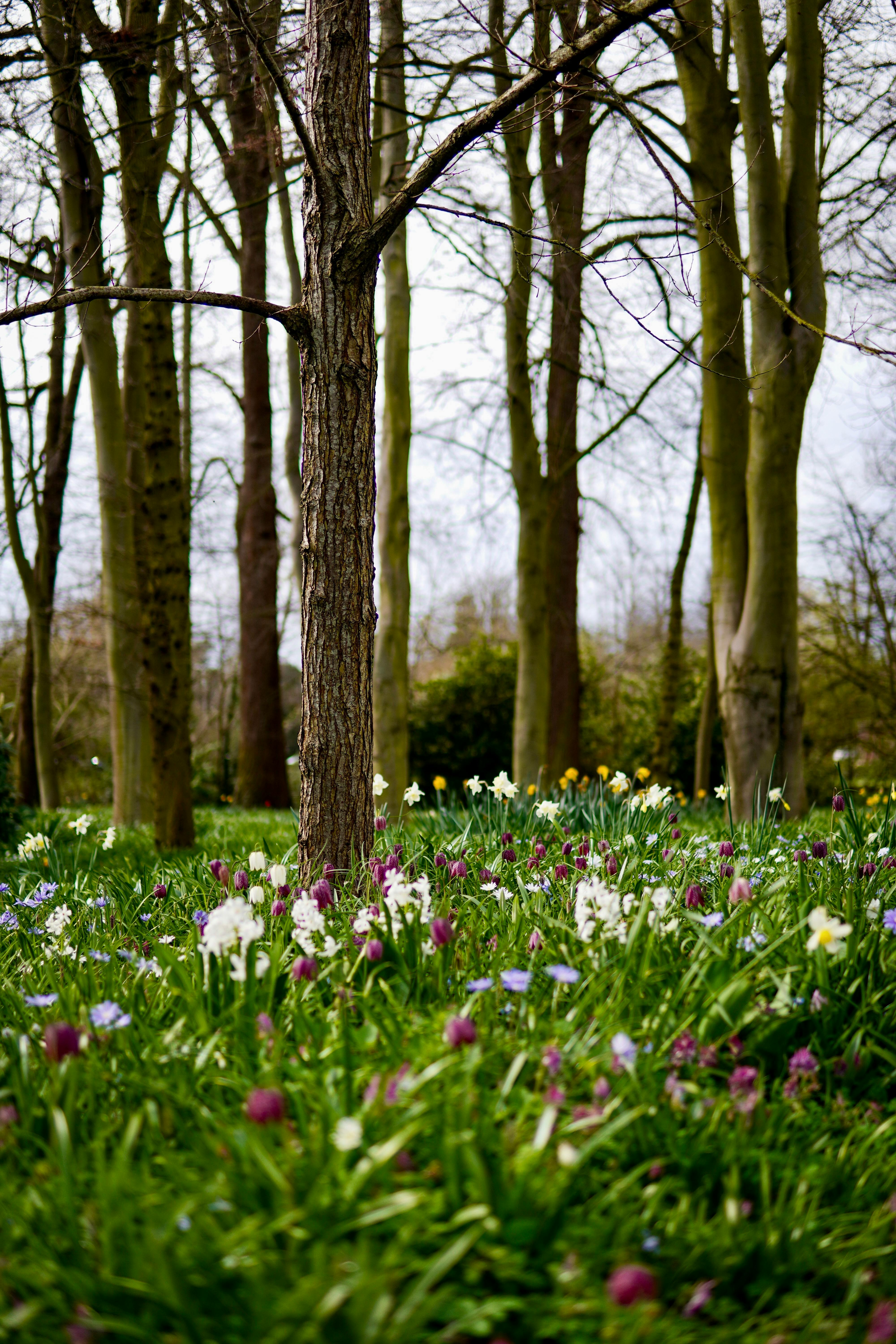White and Yellow Flower on a Forest · Free Stock Photo