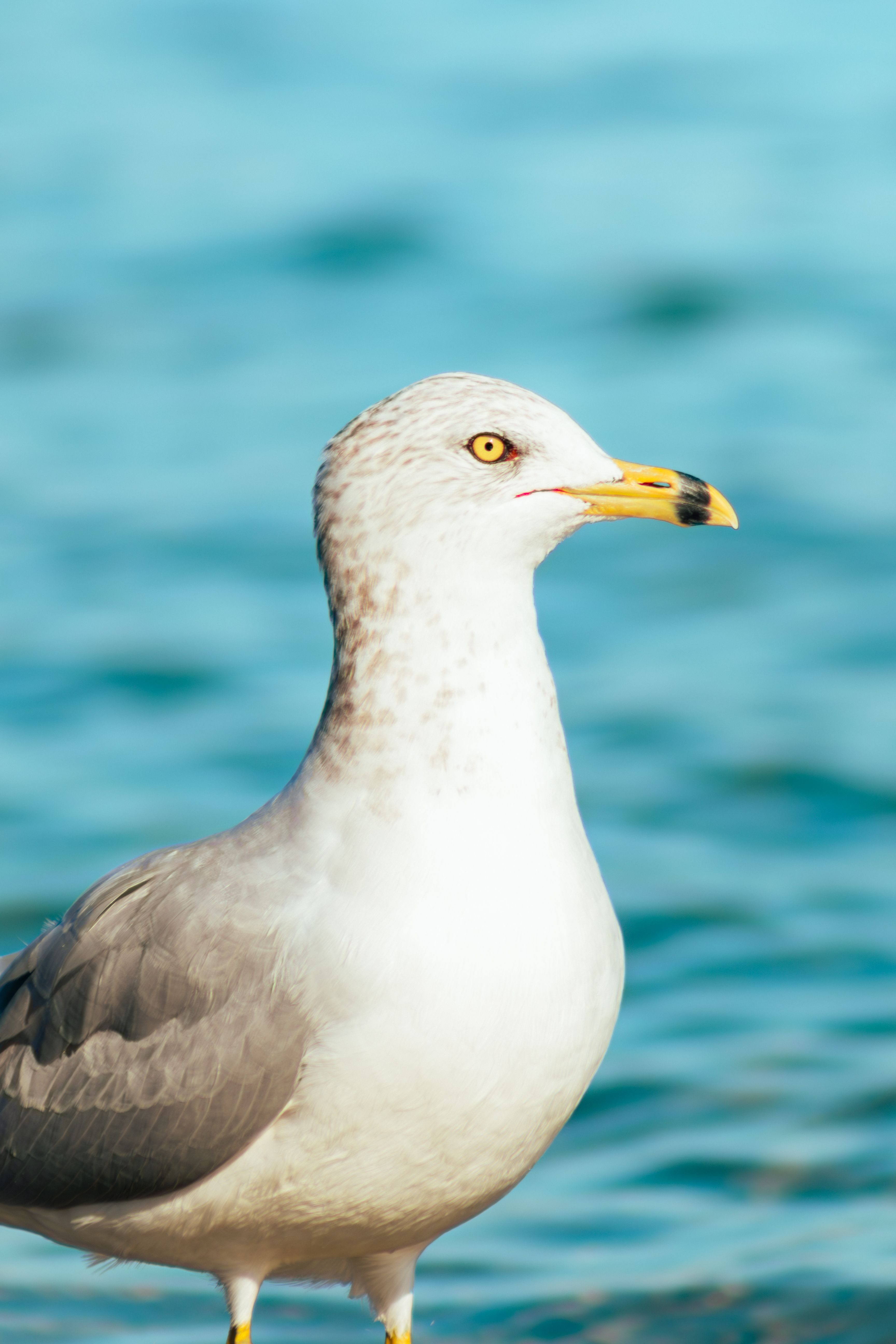 Close-up Portrait of a Seagull by the Water · Free Stock Photo