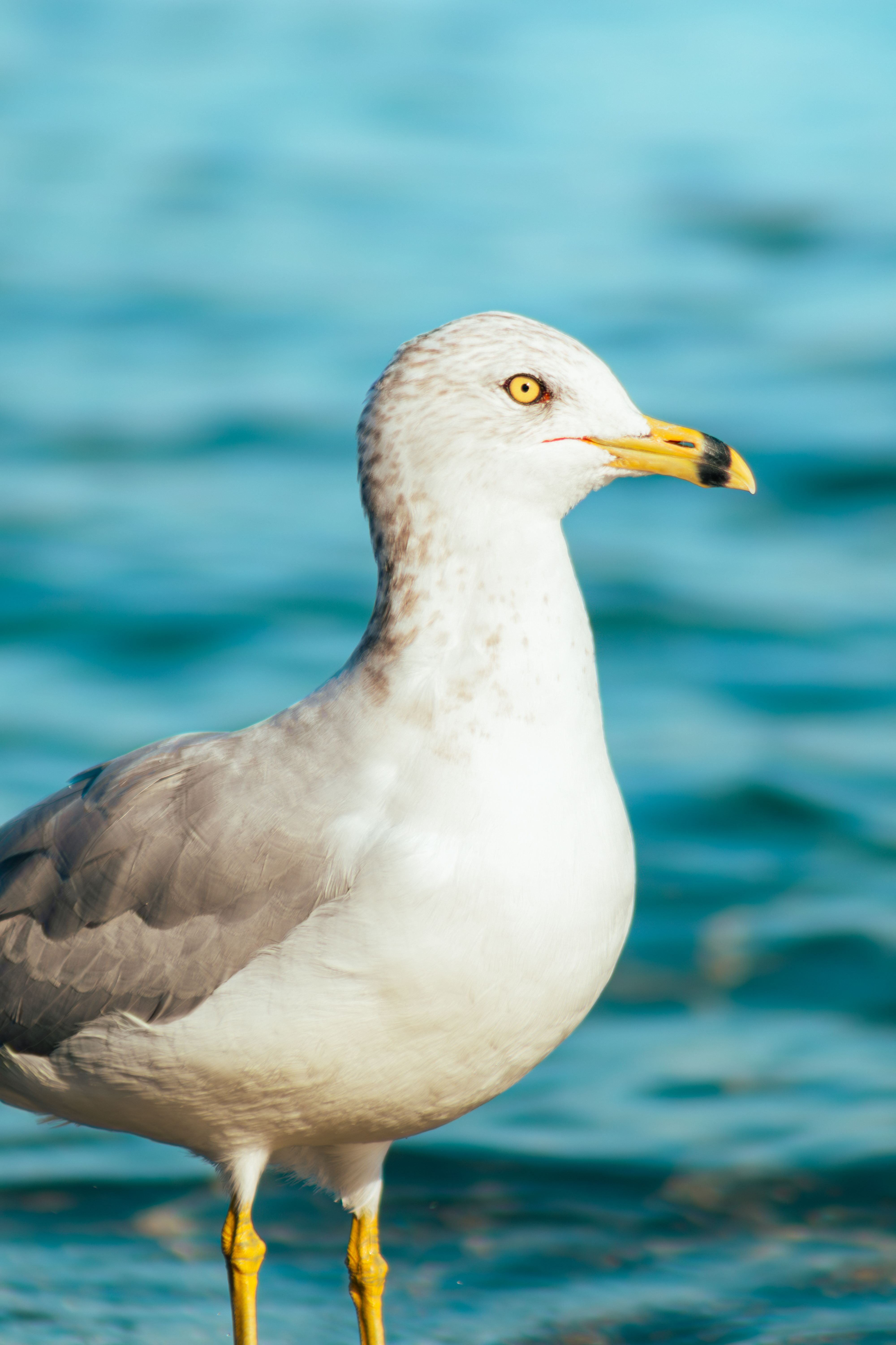 Close-up Portrait of a Seagull by the Water · Free Stock Photo