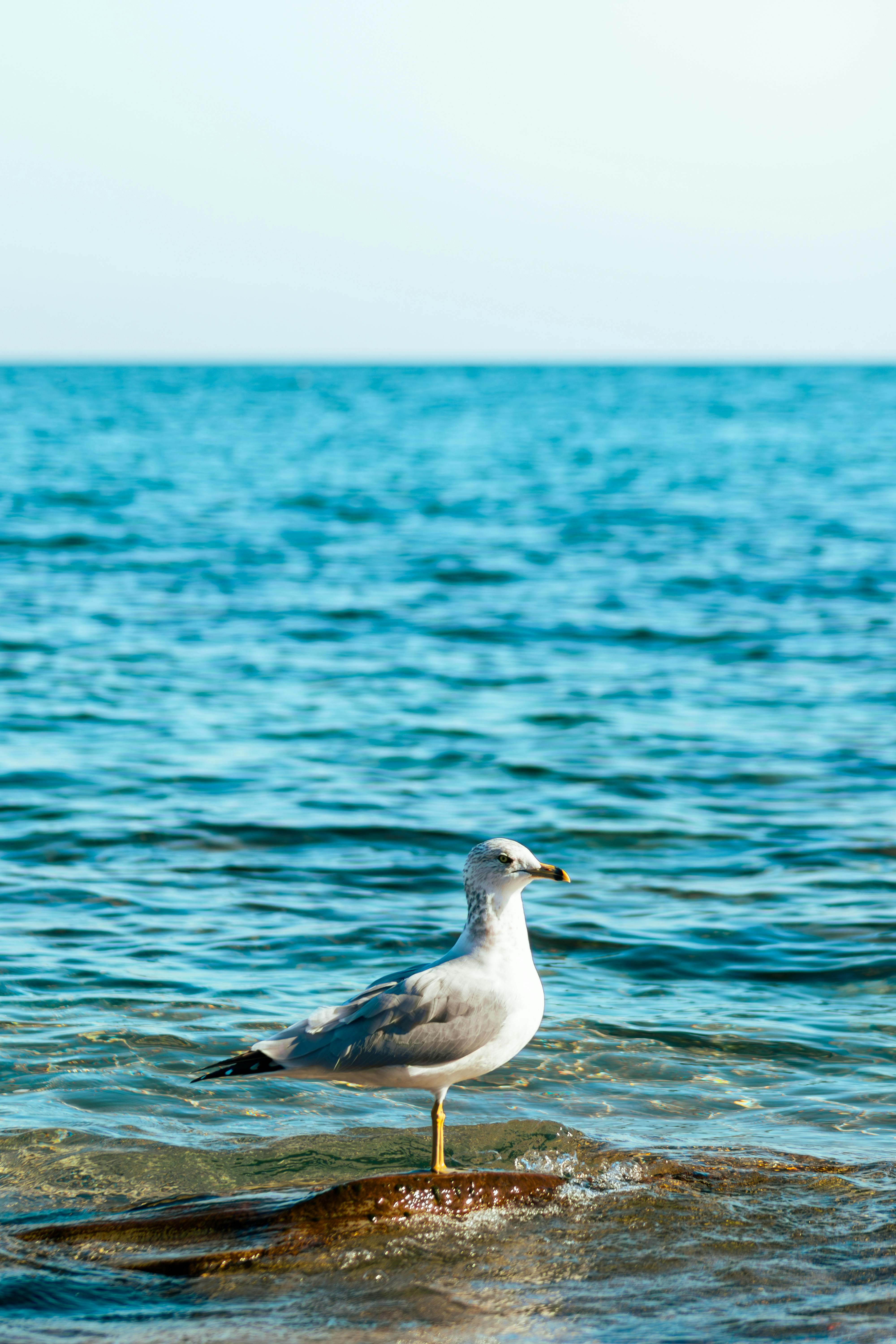 Course A Pied Photos, Download The BEST Free Course A Pied Stock Photos ...