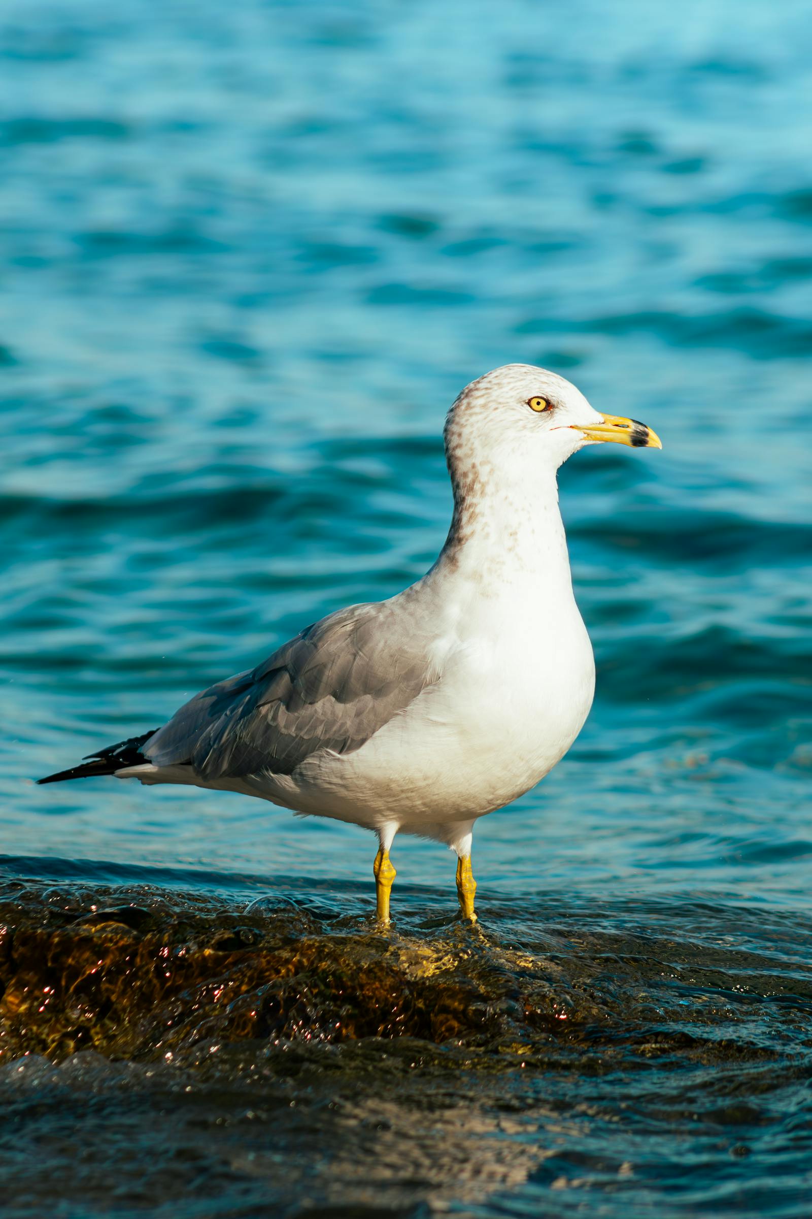 Being Free Photos, Download The BEST Free Being Free Stock Photos & HD ...