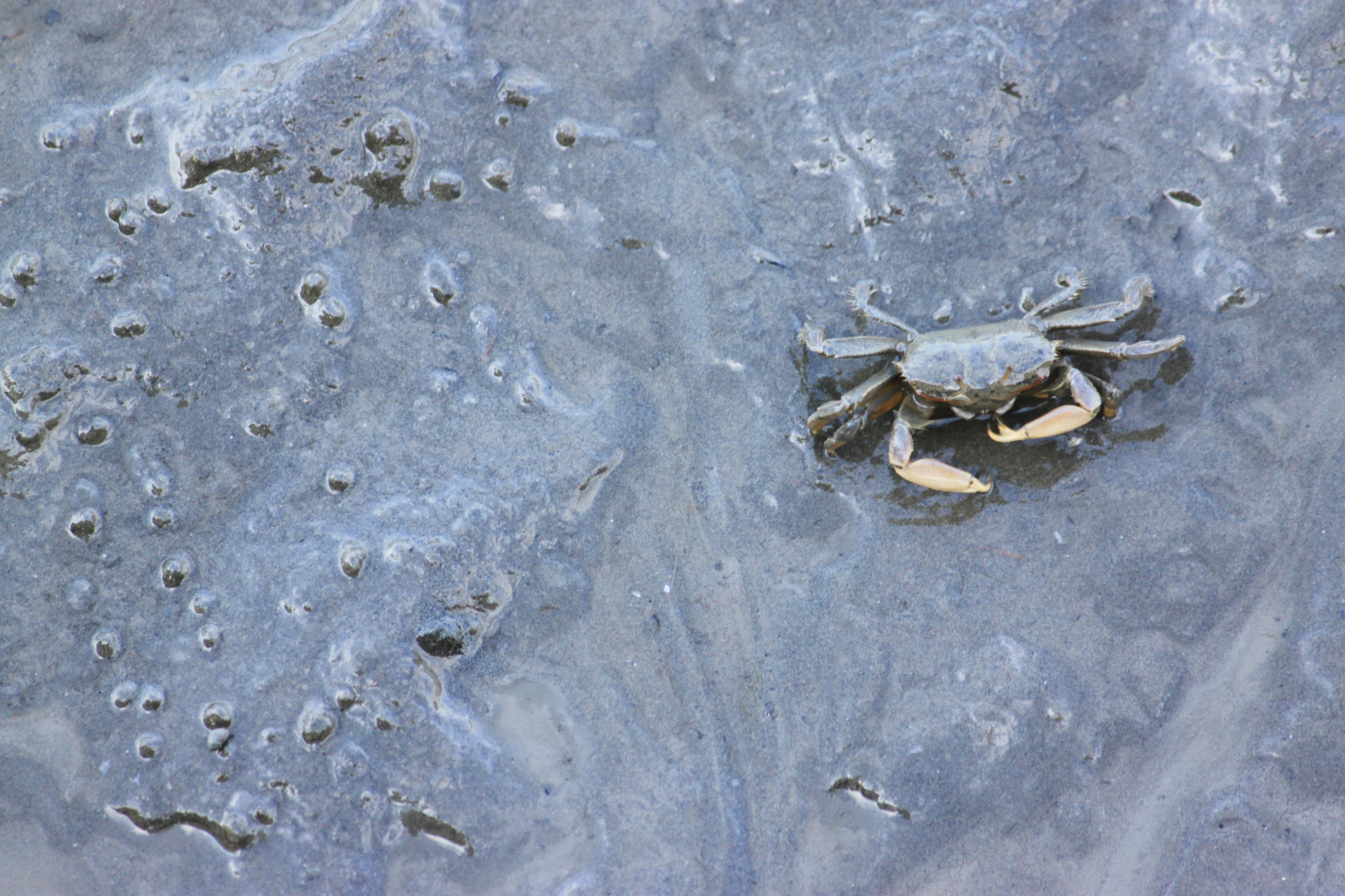 Free stock photo of gaomei wetlands, Taichung, taiwan