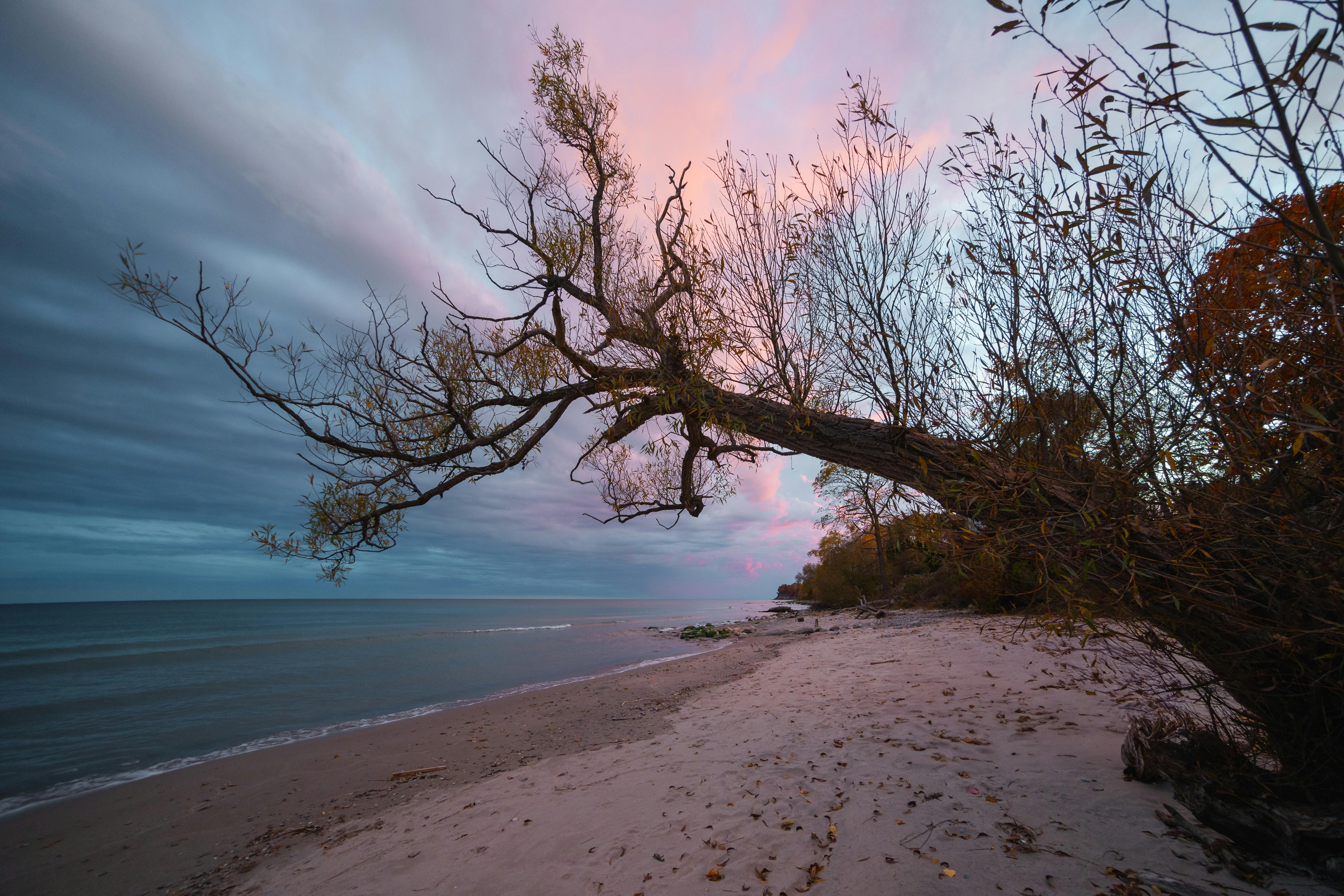 Imagine de stoc gratuită cu 4k natura, amurg, apus, arbore, armonios ...