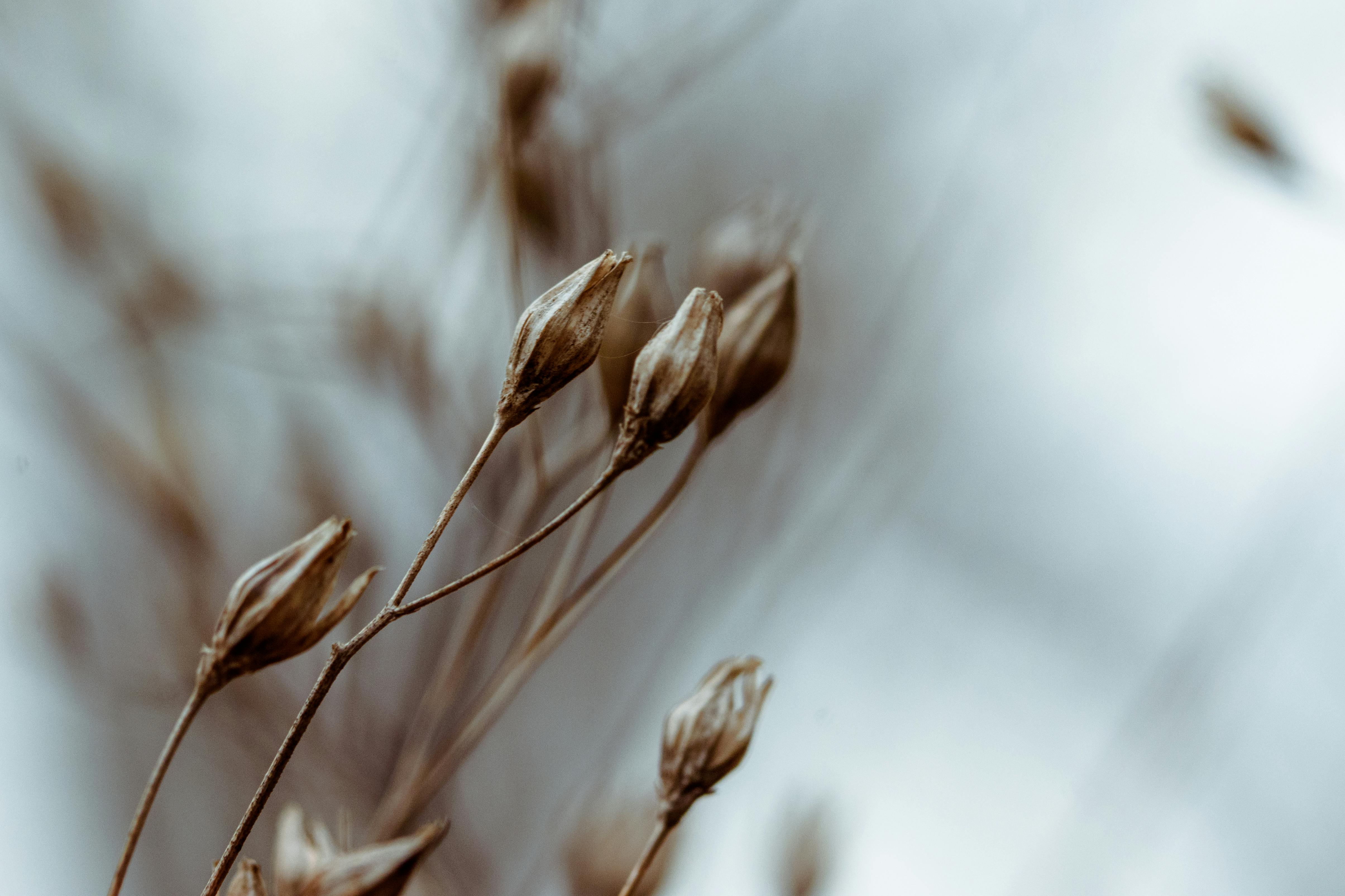 Withered Flower · Free Stock Photo