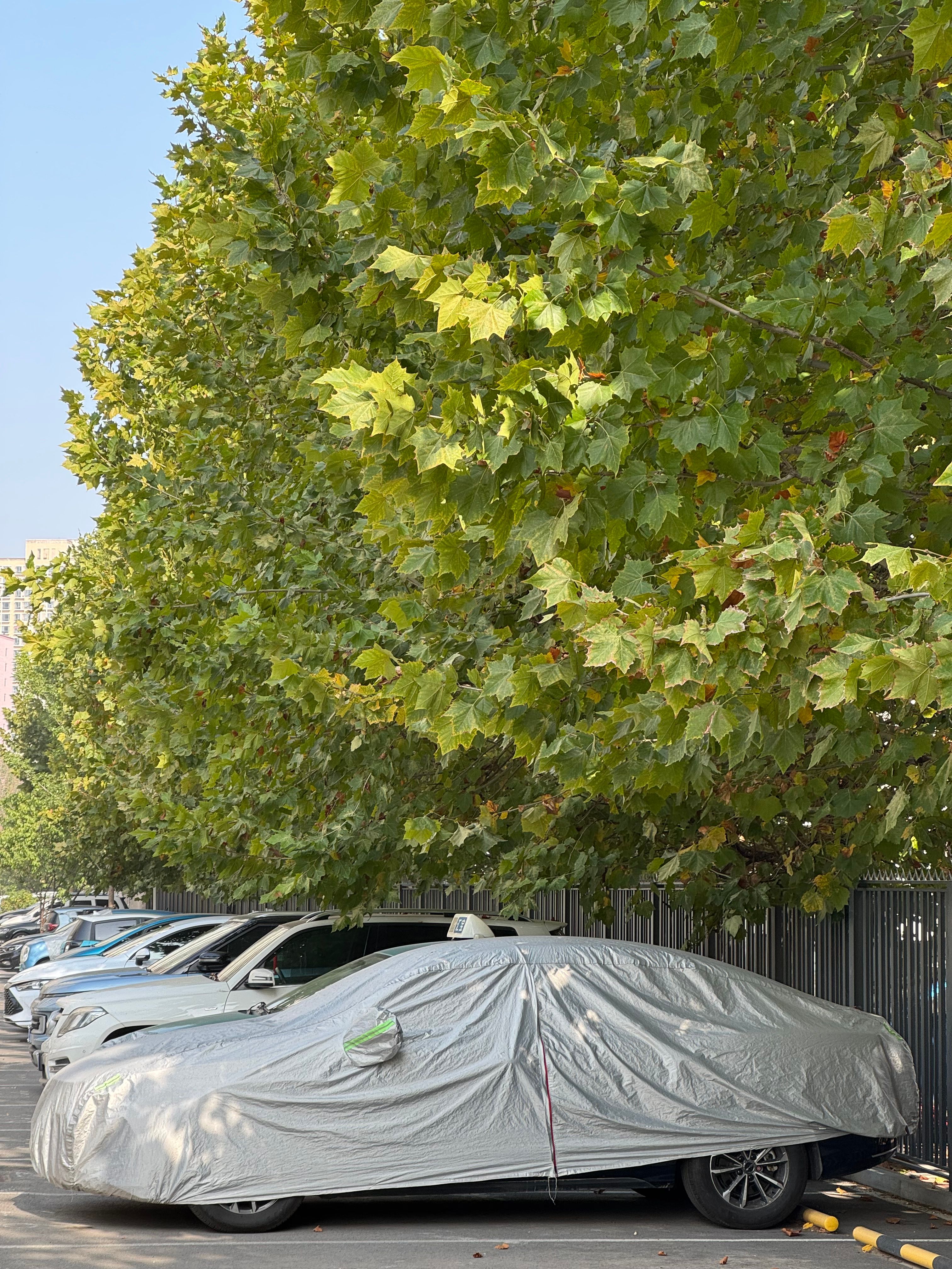 Covered Cars Parked Along Leafy Street · Free Stock Photo