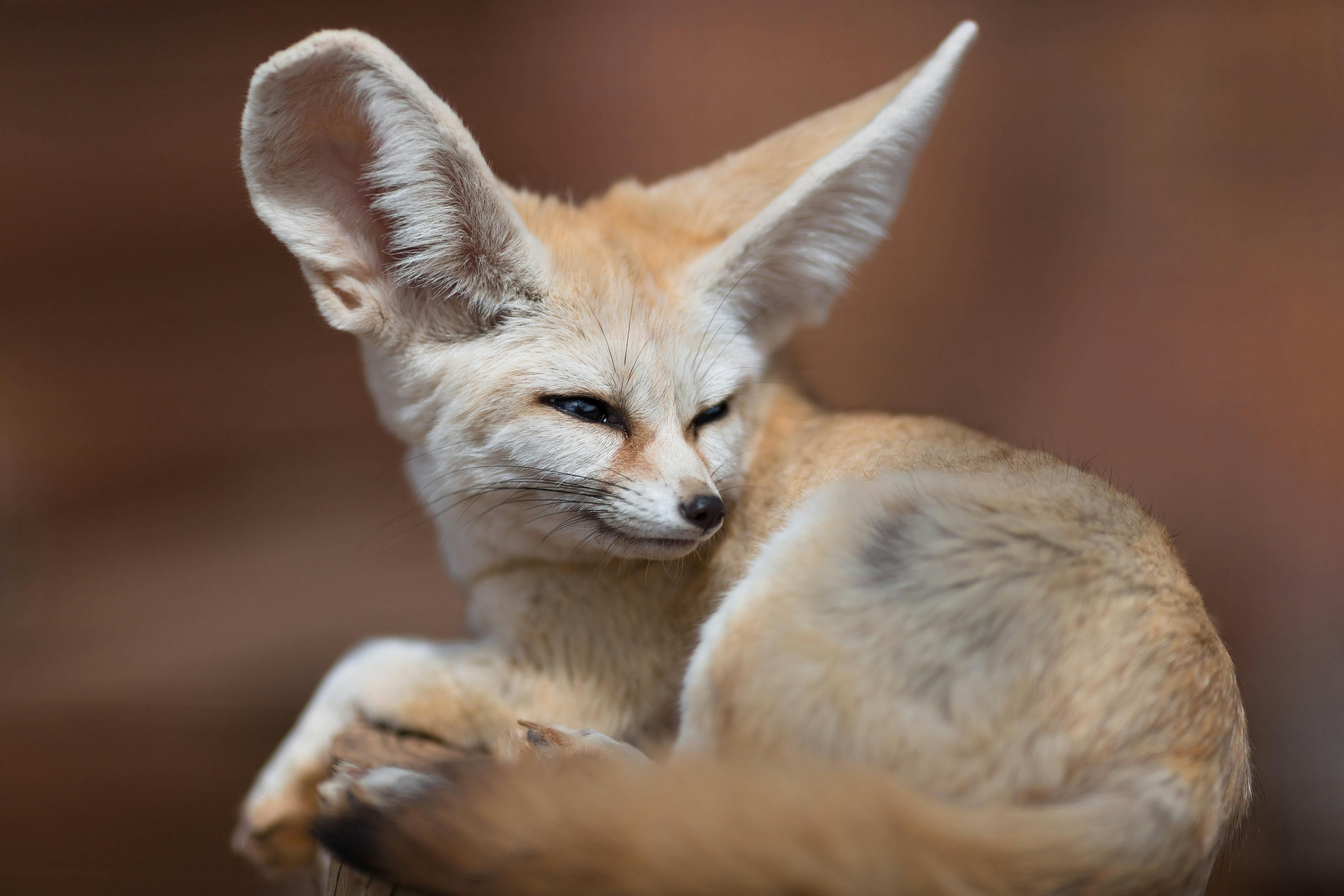 Close-Up Portrait of a Fennec Fox · Free Stock Photo