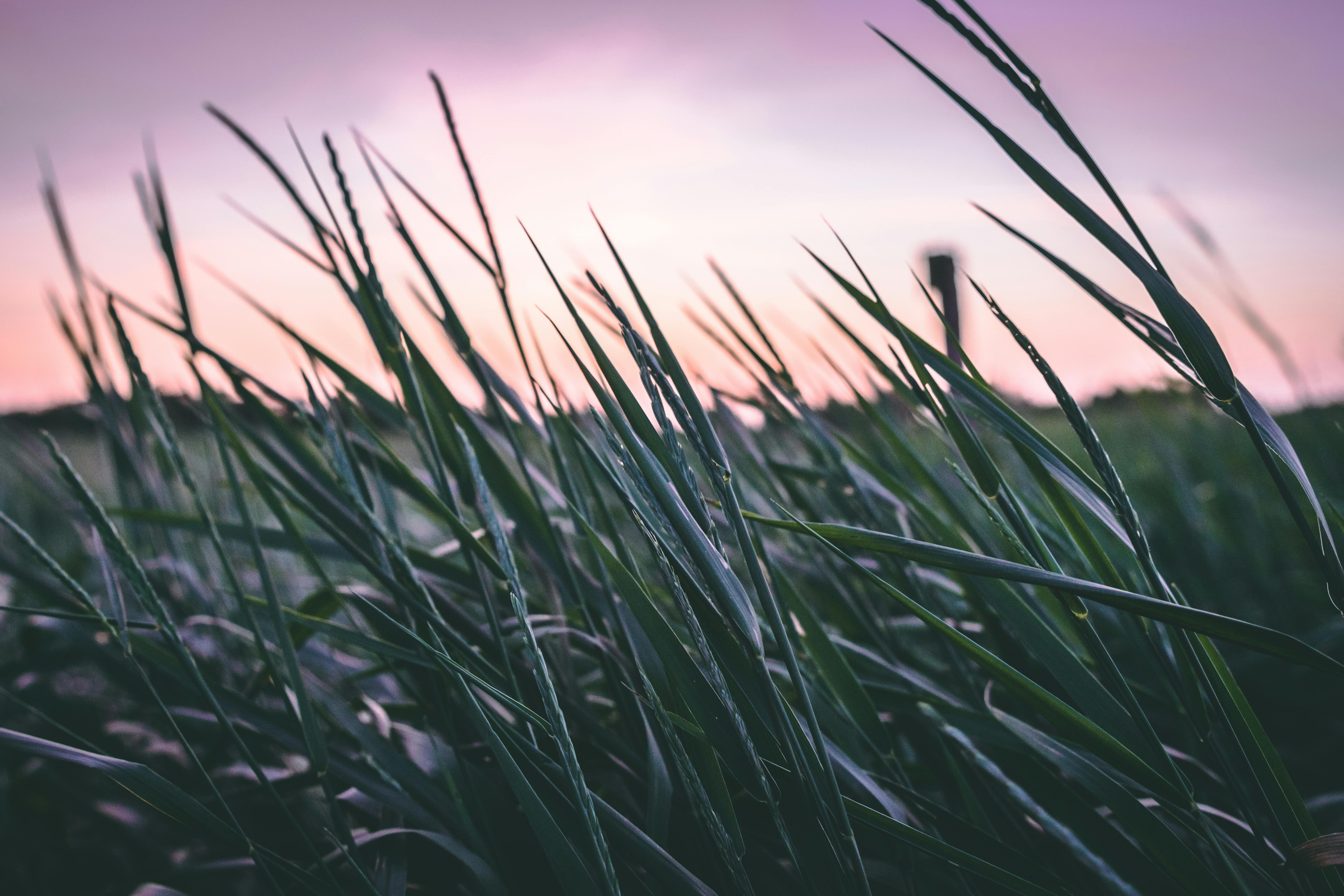 Green Wheat · Free Stock Photo