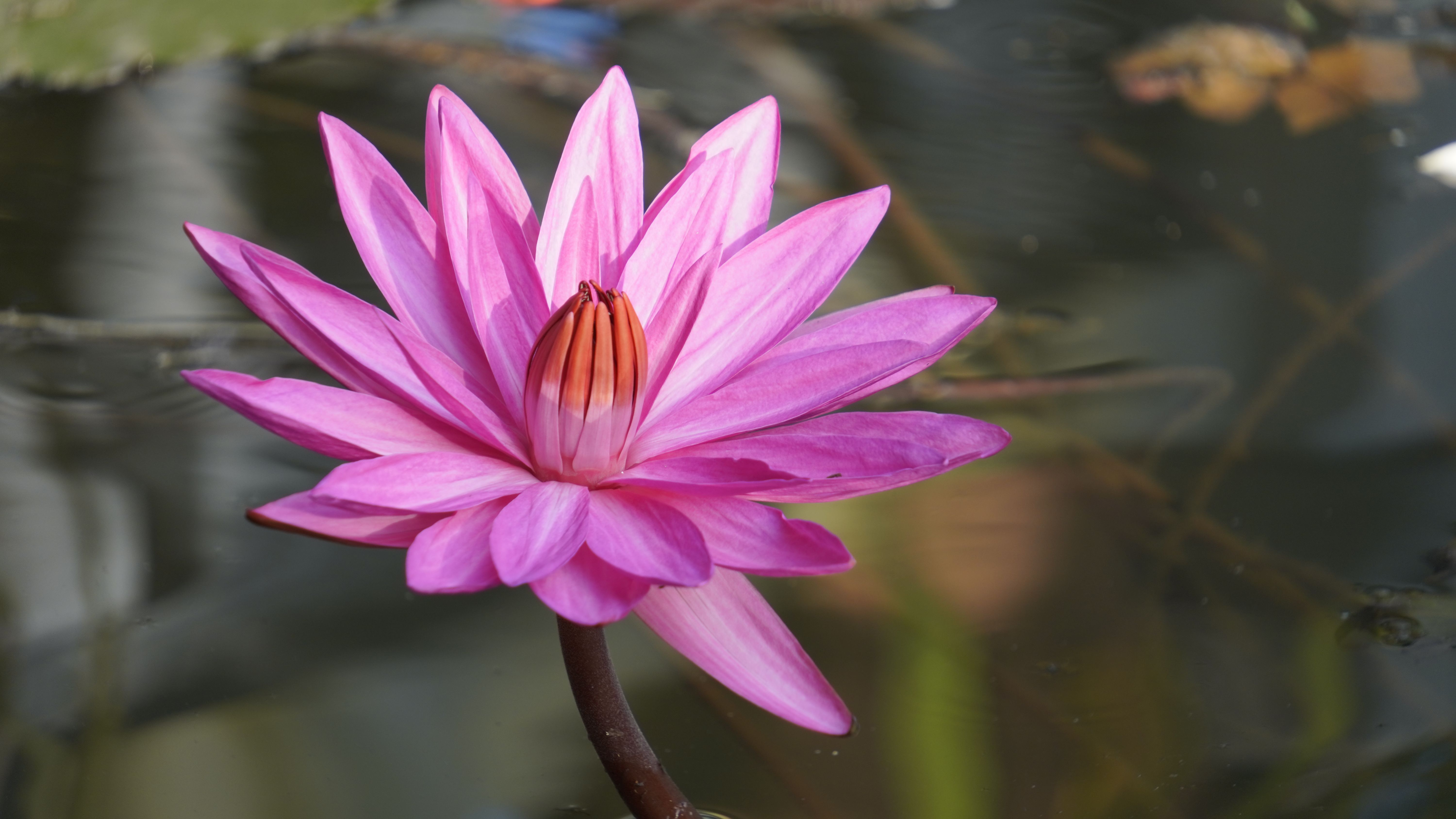 Lirio Acuático De Color Rosa Vibrante En Un Estanque Tranquilo · Foto ...