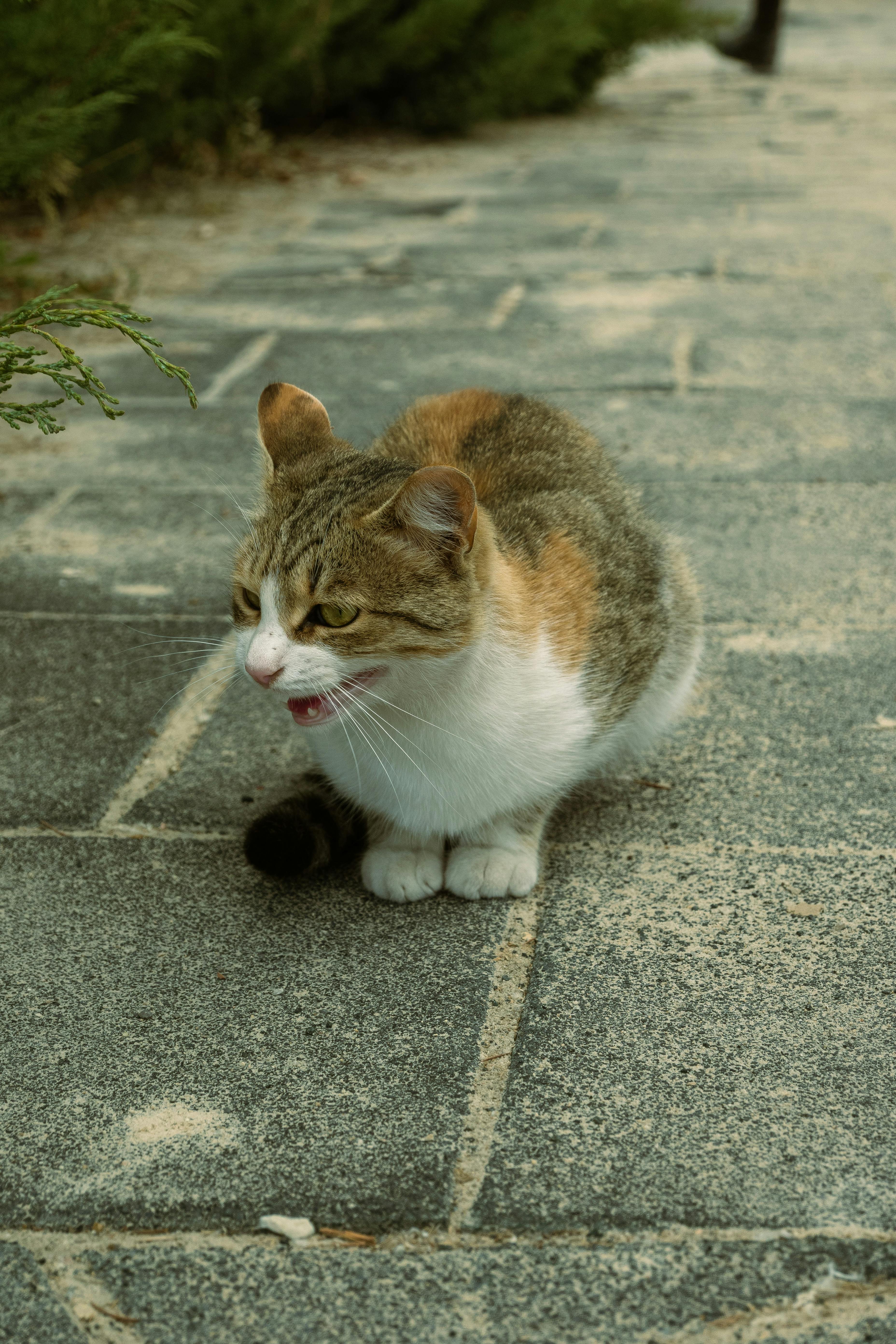 Lindo Gato Atigrado En El Pavimento En Un Entorno Al Aire Libre · Foto ...