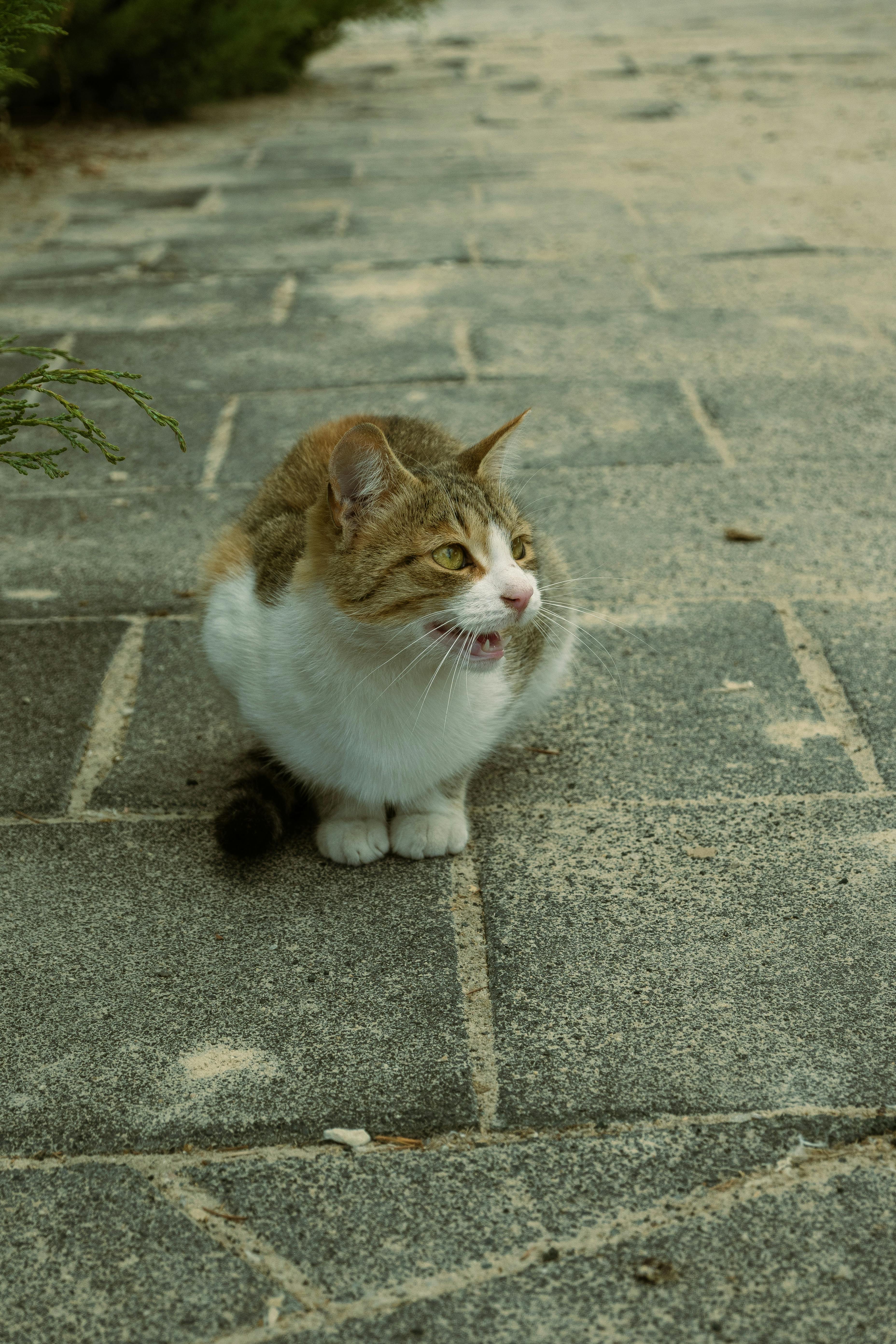 Chat Oui Photos, Download The BEST Free Chat Oui Stock Photos & HD Images